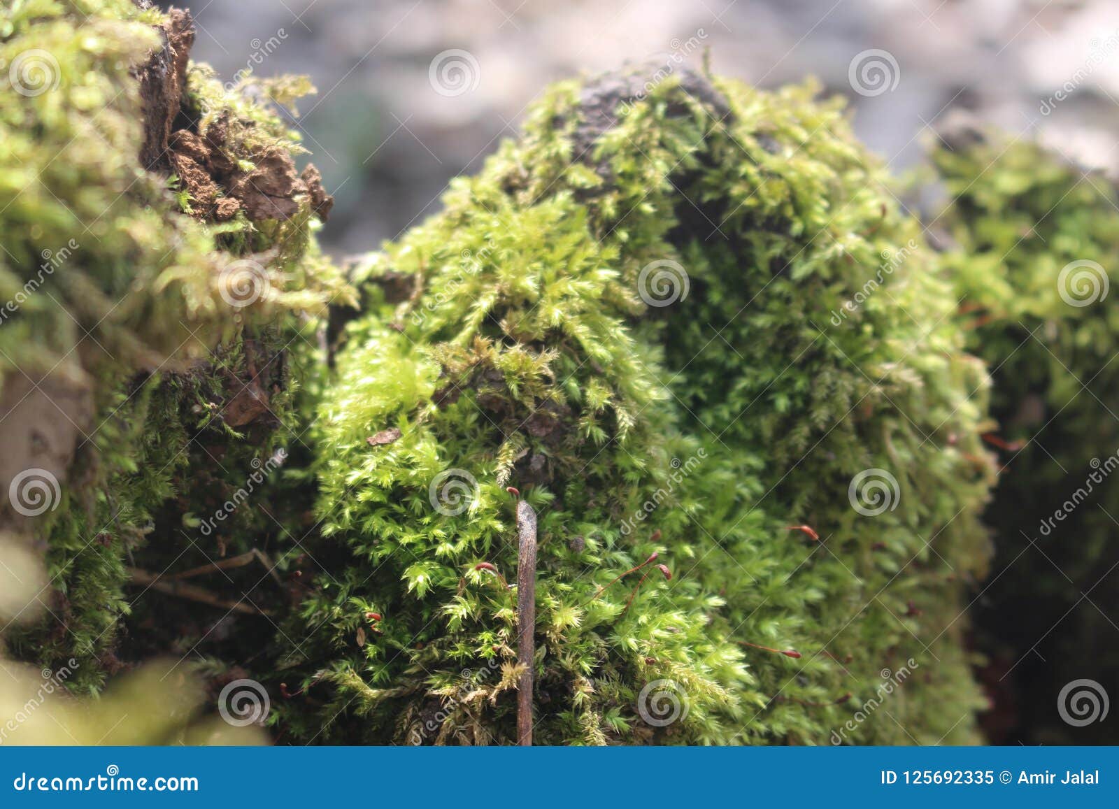 Green moss on tree stock image. Image of vert, nature - 125692335