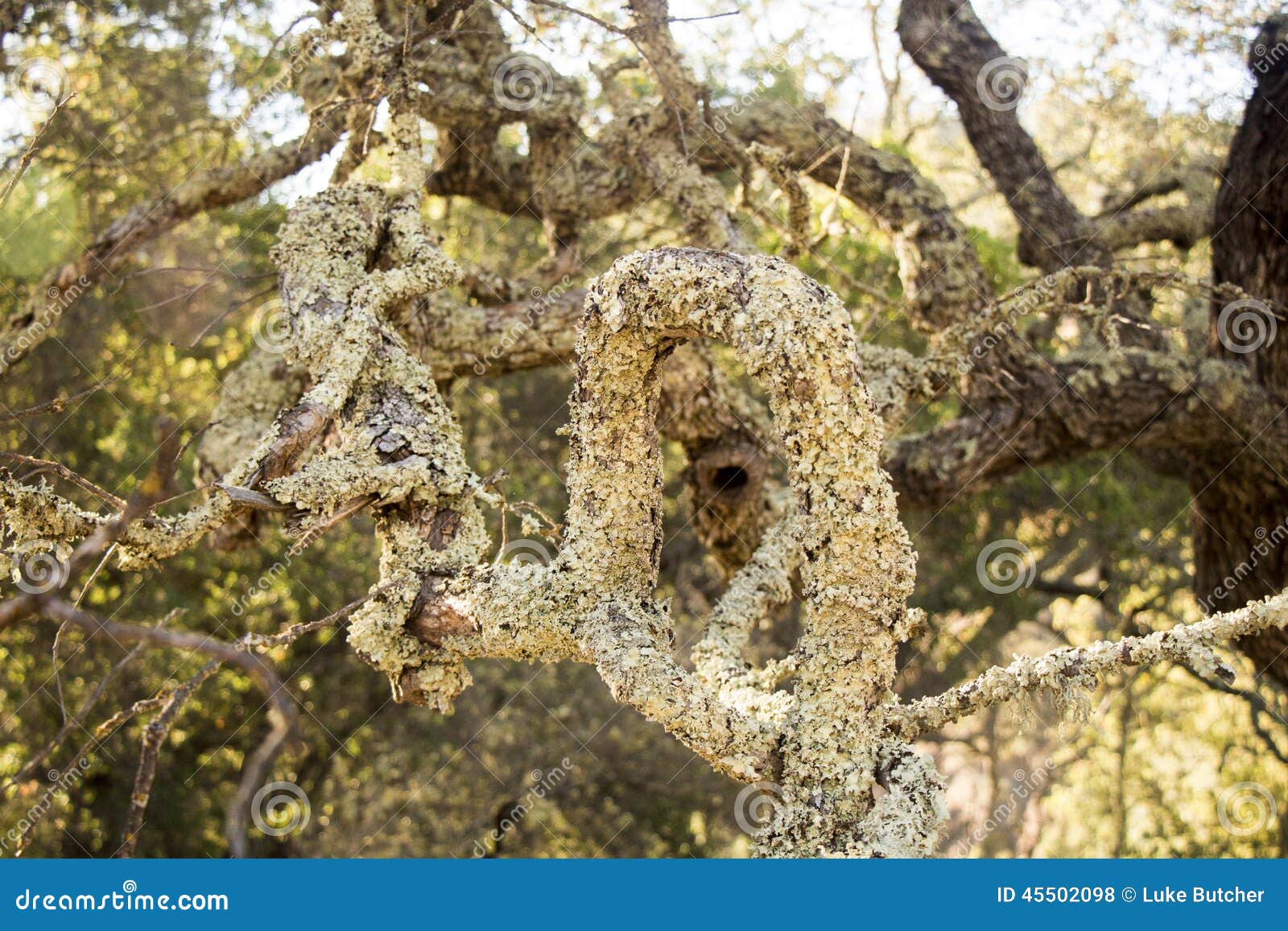 Dry Green Moss Tree stock photo. Image of forest, background - 45502098