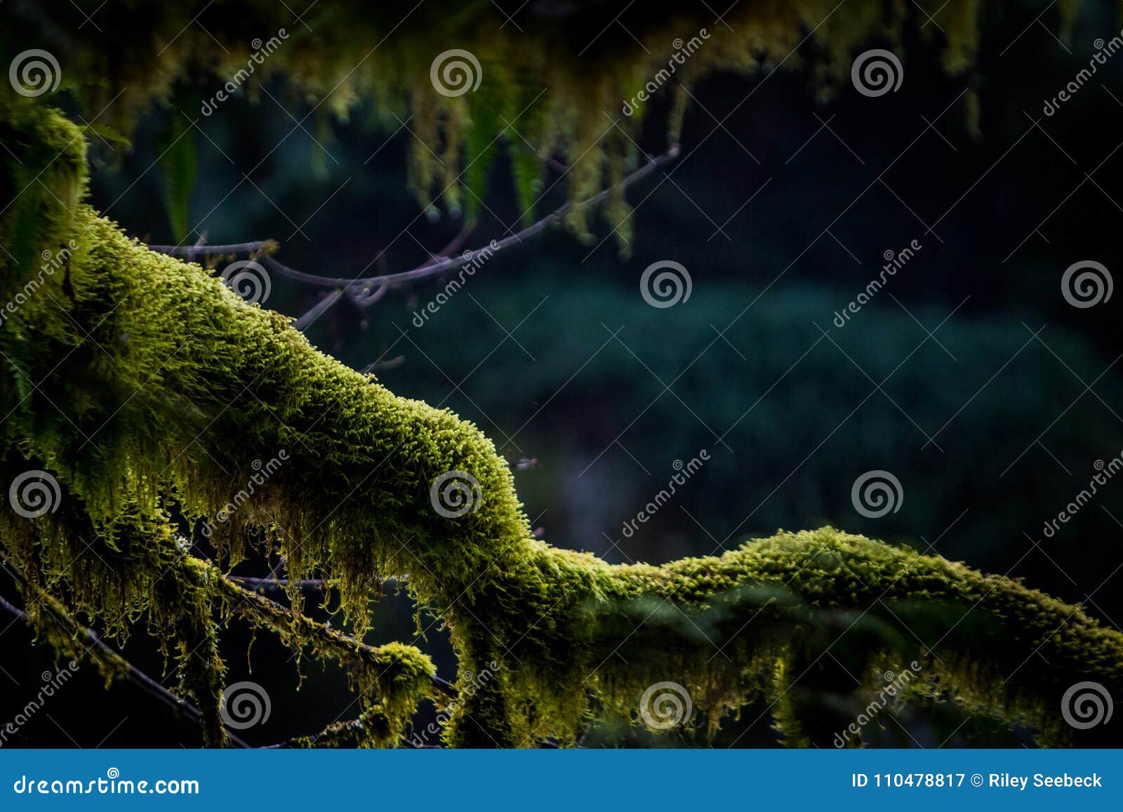 Green Moss on Tree in Pacific Northwest Stock Image - Image of closeup ...