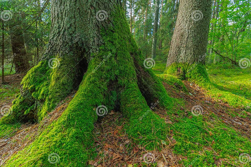 The Green Roots Of A Tree In The Forest Stock Image Image Of Spring