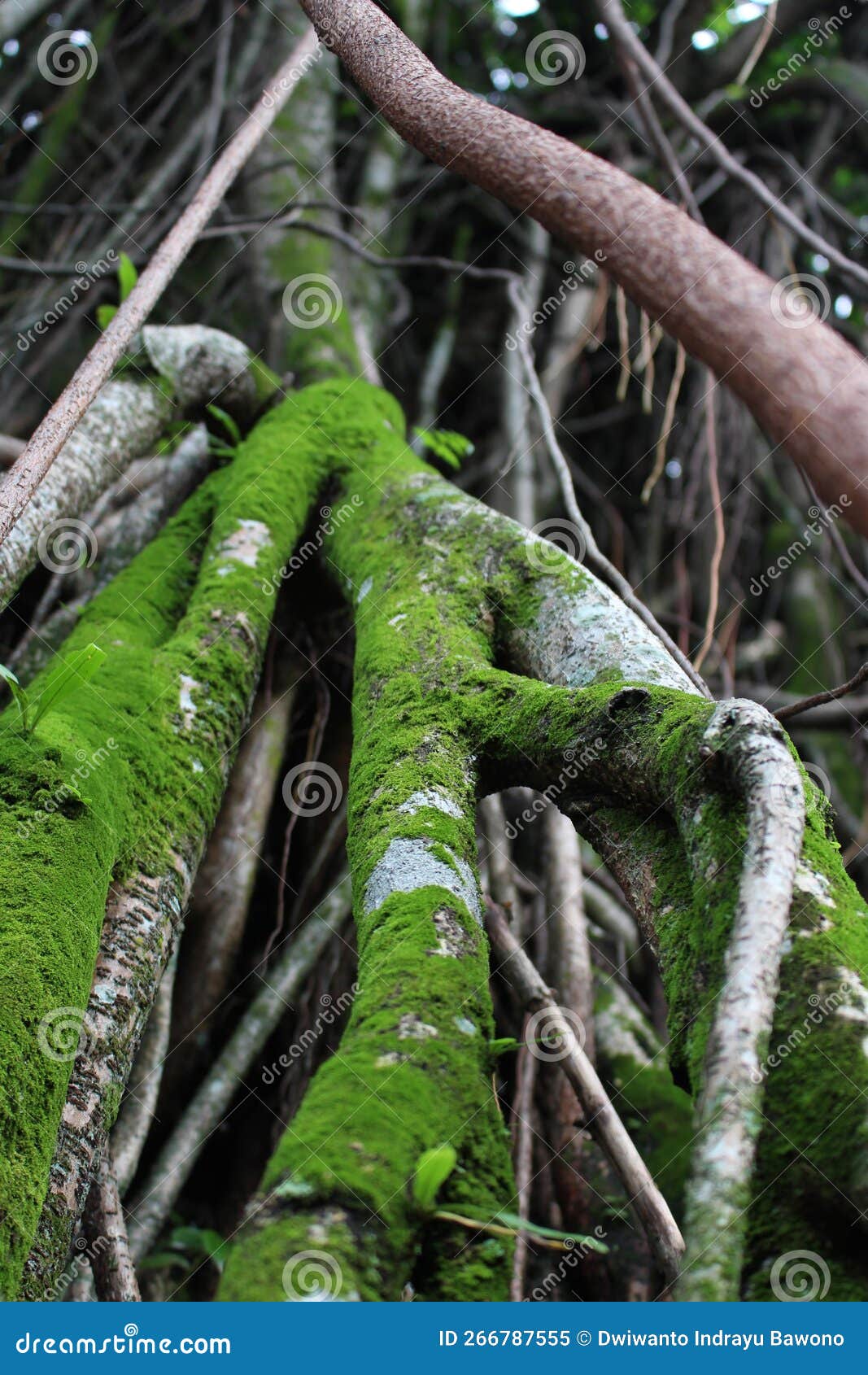 Green moss on tree roots stock image. Image of beautiful - 266787555