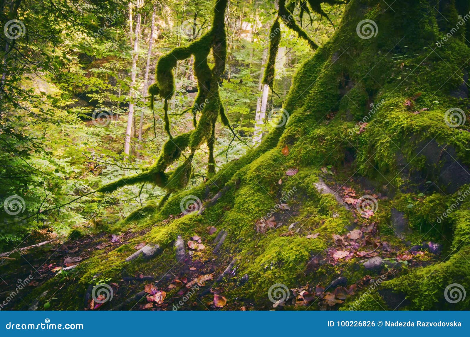 Green Moss Tree Roots stock photo. Image of foliage - 100226826