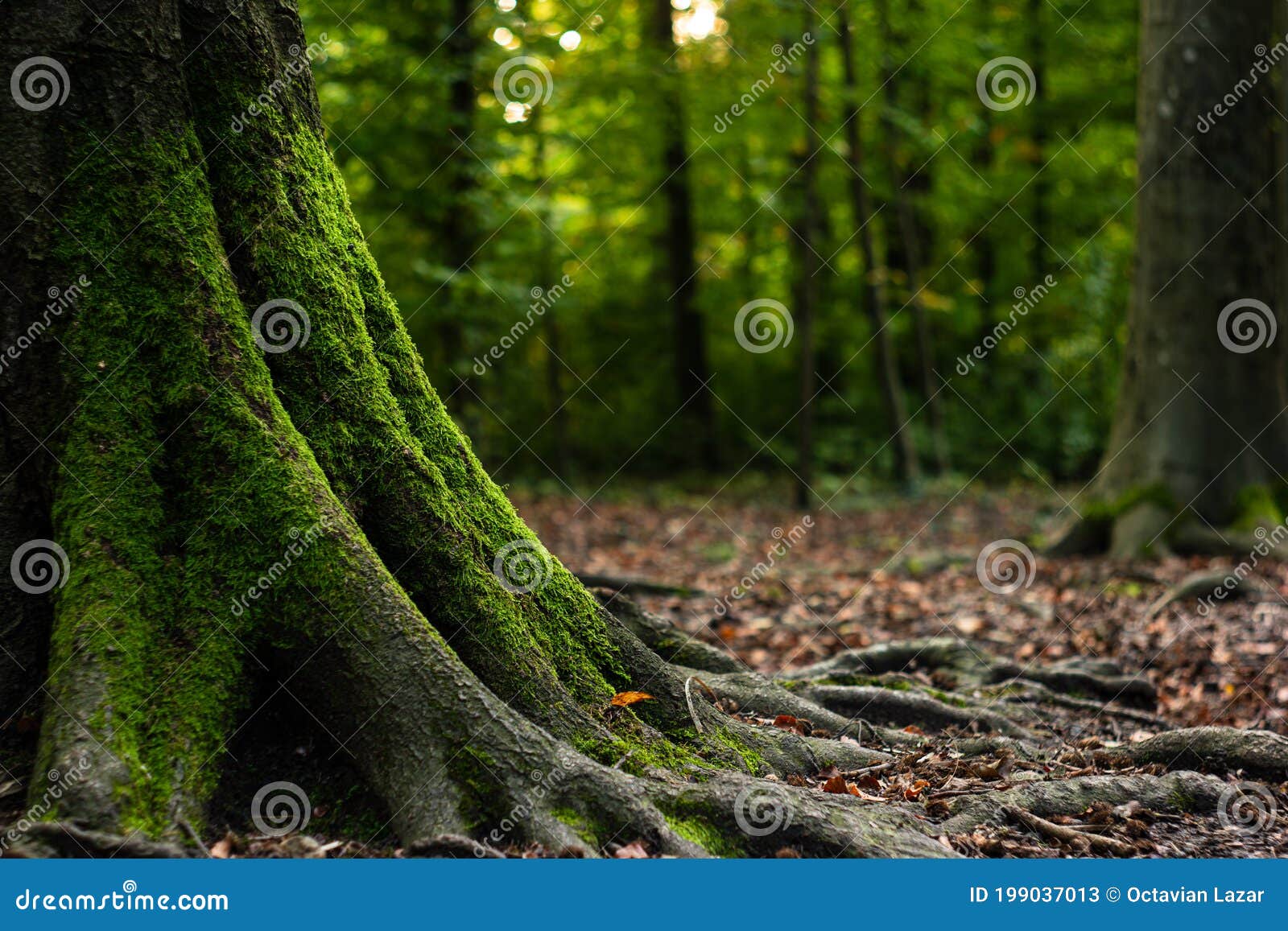 Green Moss on Tree Stomp Roots in a Forest Autumn Day Foliage Shallow ...
