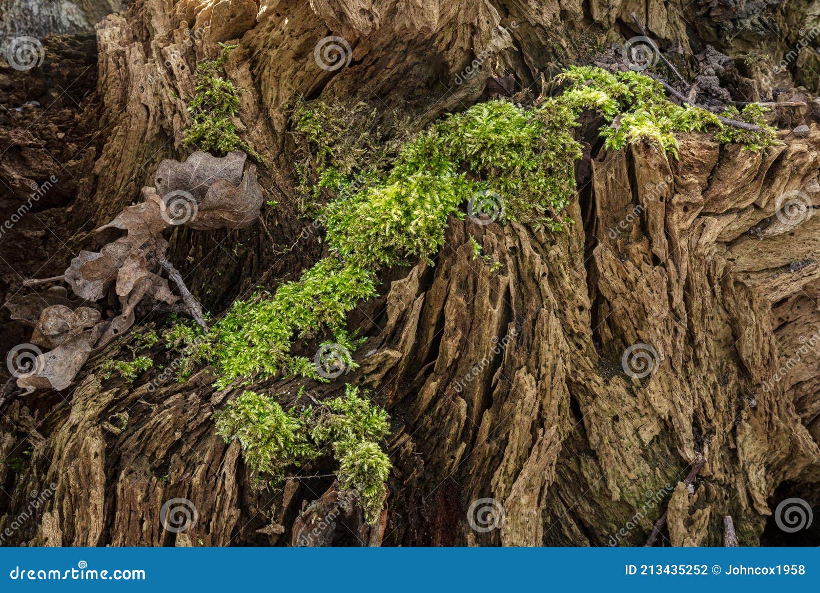Green Moss on Tree stump. stock photo. Image of texture - 213435252