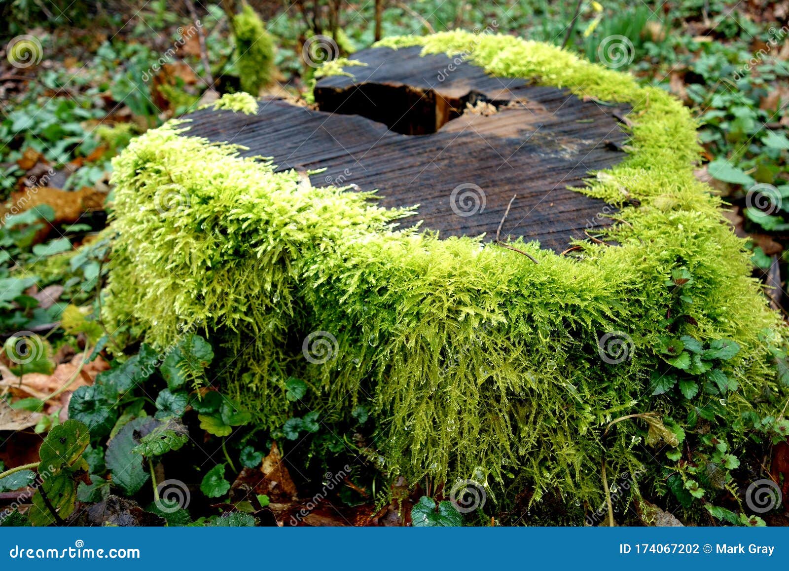 Green Moss on a Tree Stump stock photo. Image of tree - 174067202