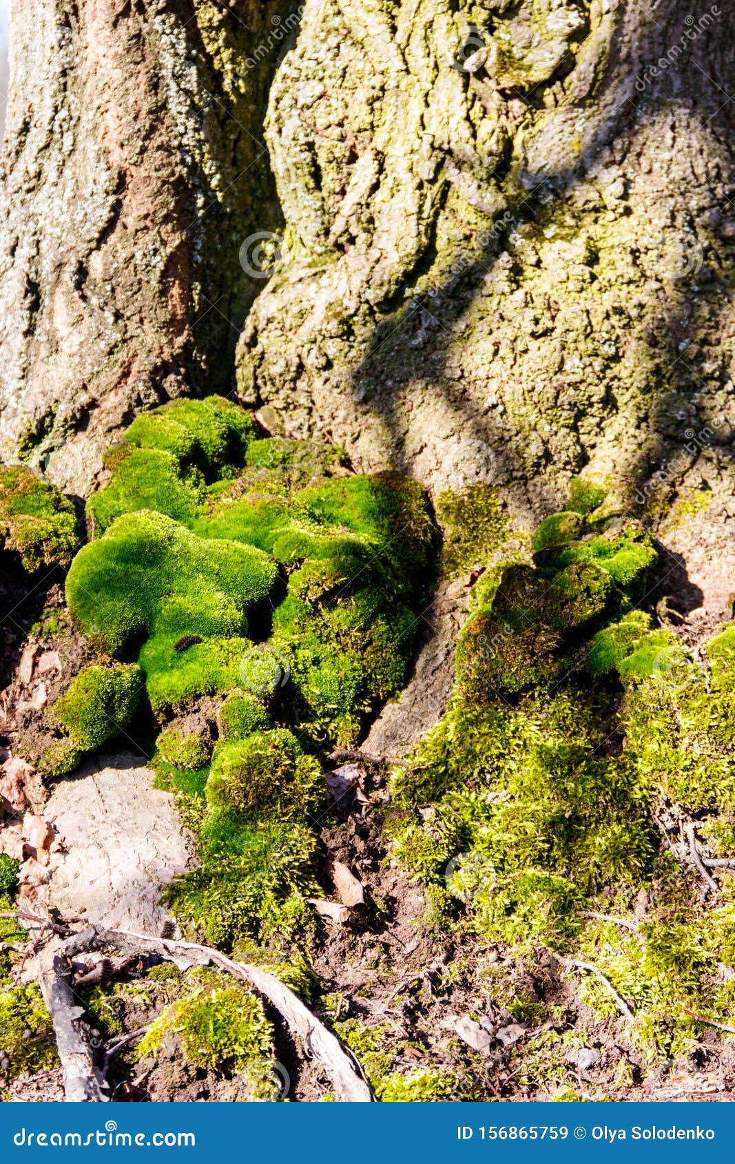 Green moss on a tree trunk stock image. Image of leaf - 156865759