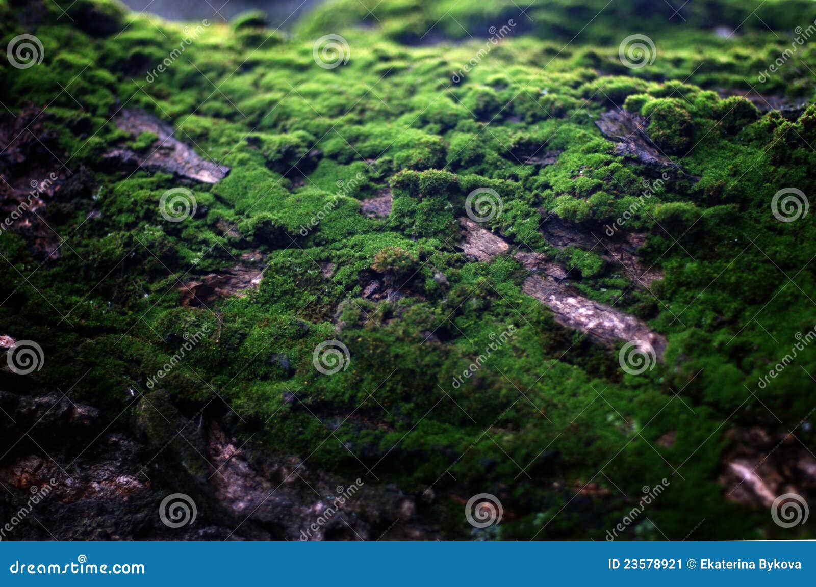 Green moss on tree trunk stock image. Image of detail - 23578921