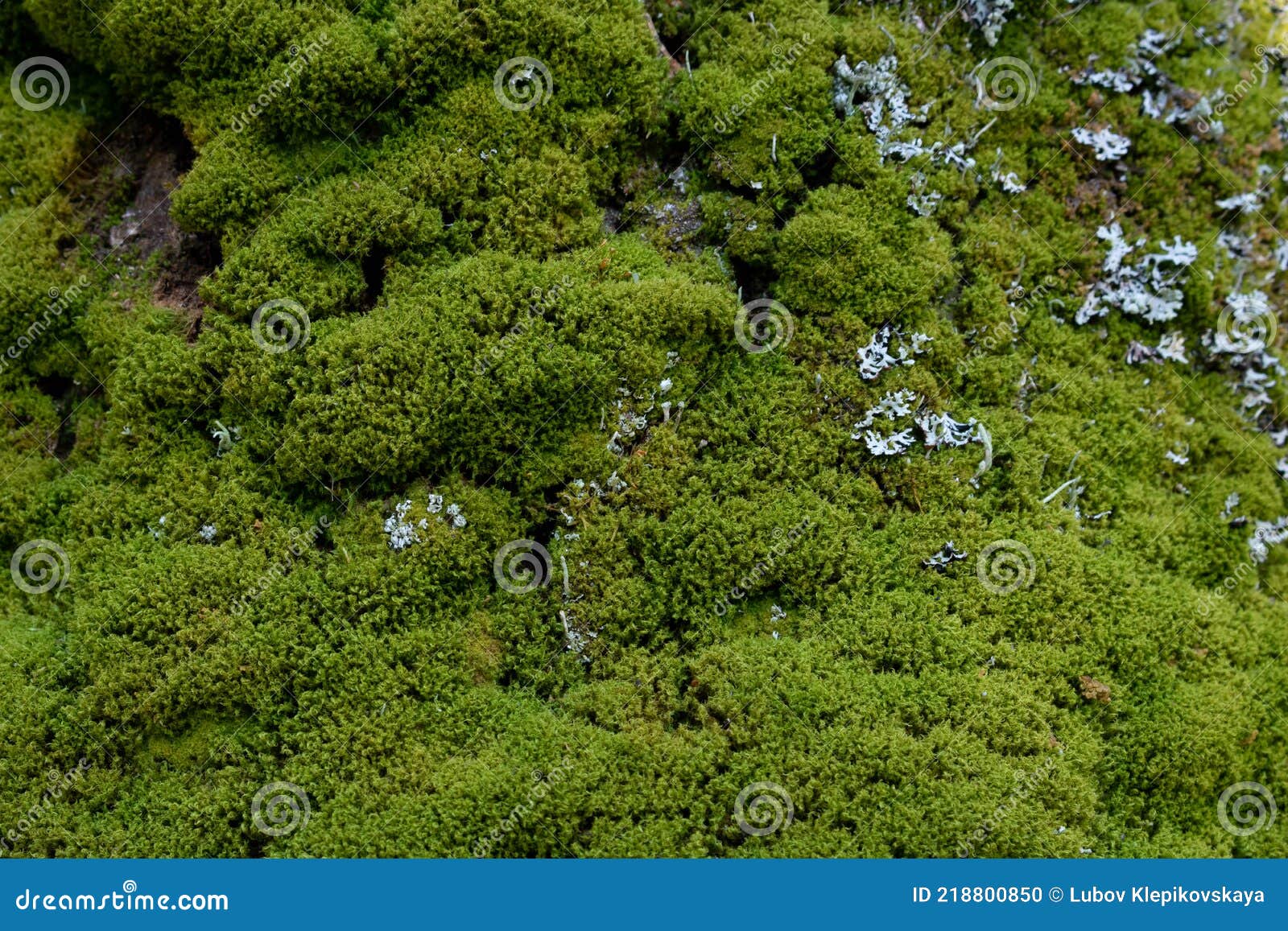 Green Moss on a Tree Trunk on a Sunny Spring Day Stock Photo - Image of ...