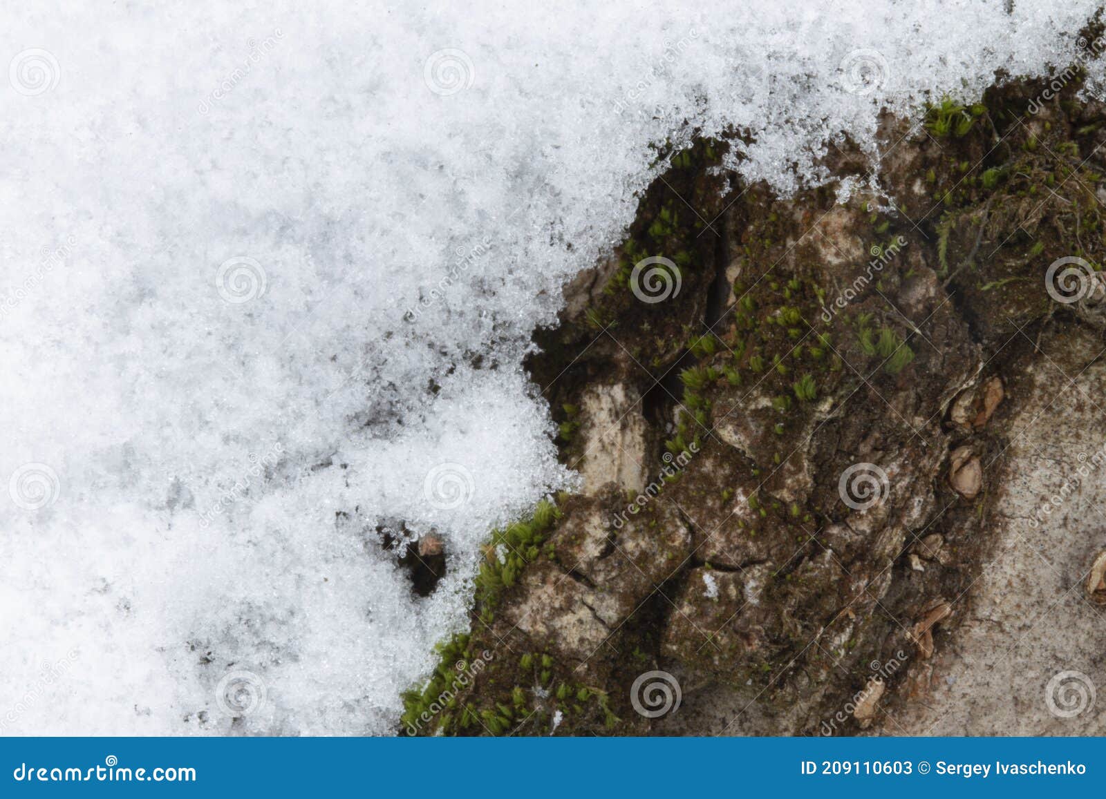 Green moss in winter. stock image. Image of nature, closeup - 209110603