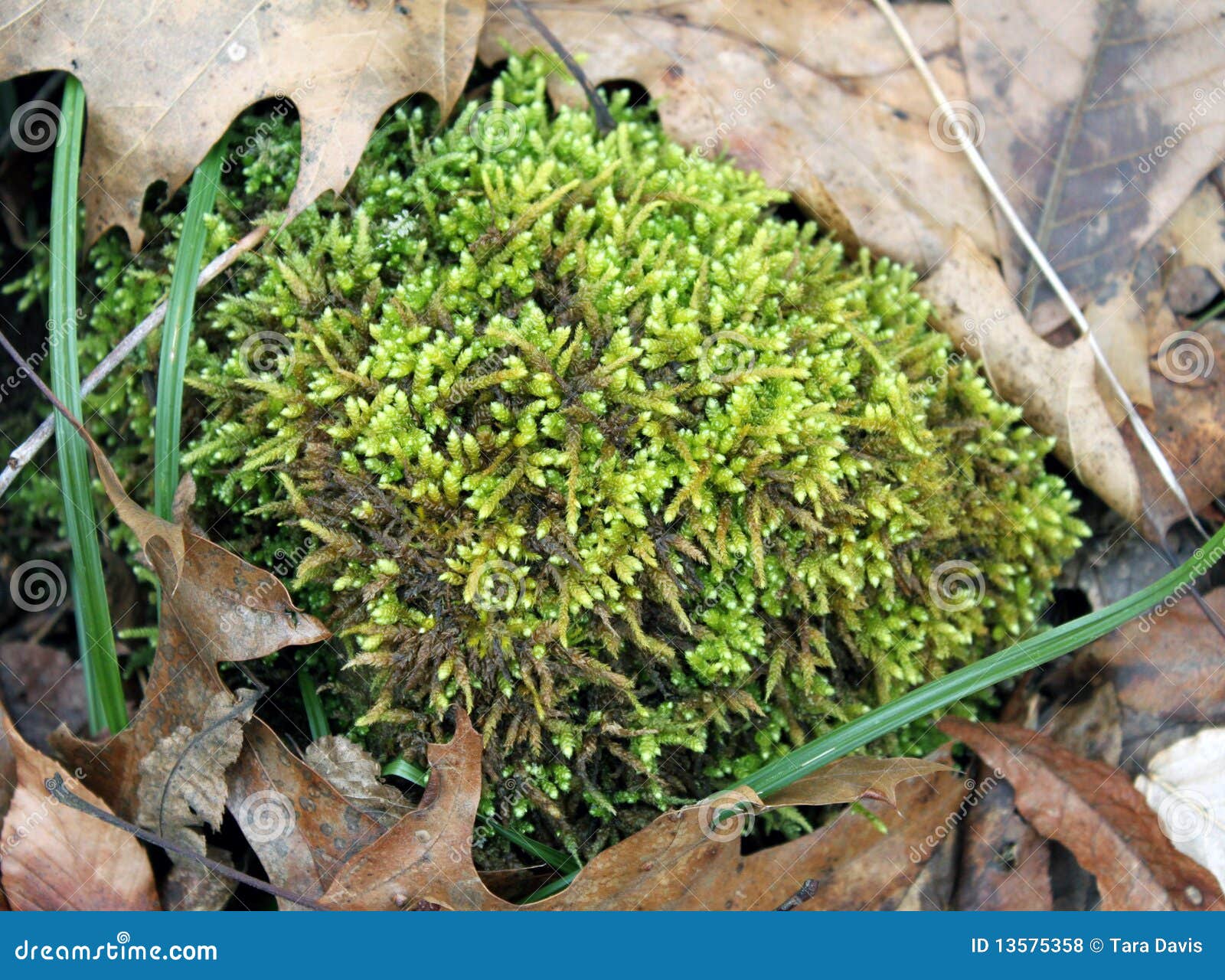 Green moss tuft stock photo. Image of spring, grass, green - 13575358