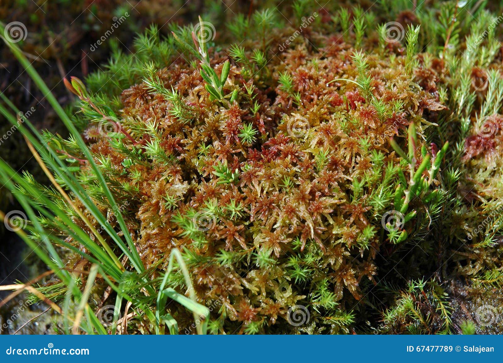 Green moss, turf bog stock image. Image of field, closeup - 67477789