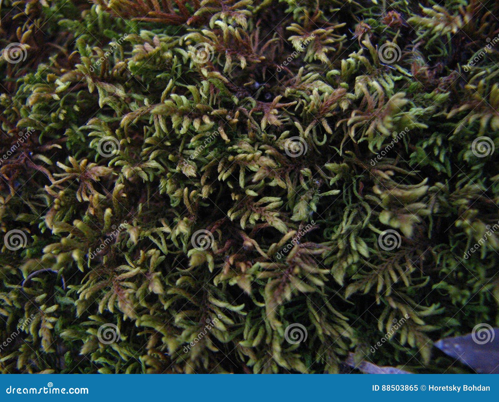 Green Moss Vegetation Closeup Stock Image - Image of pest, vegetation ...