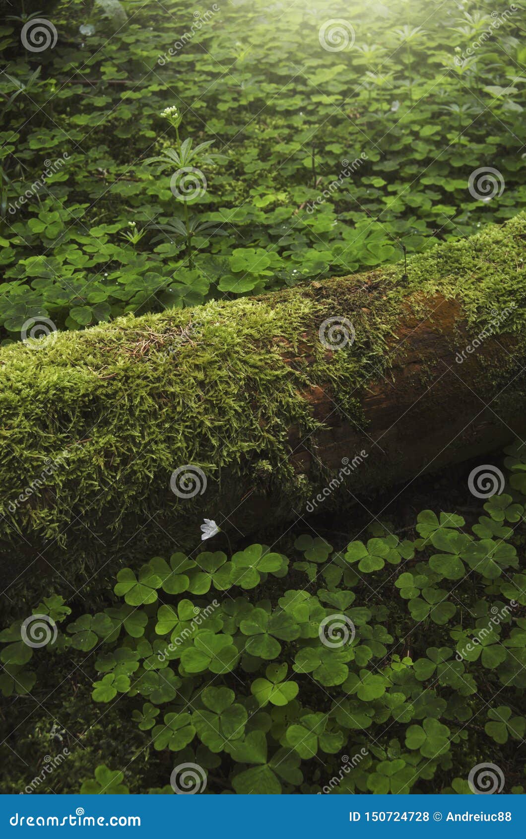 Green Moss and Vegetation on Forest Floor Stock Photo - Image of plant ...