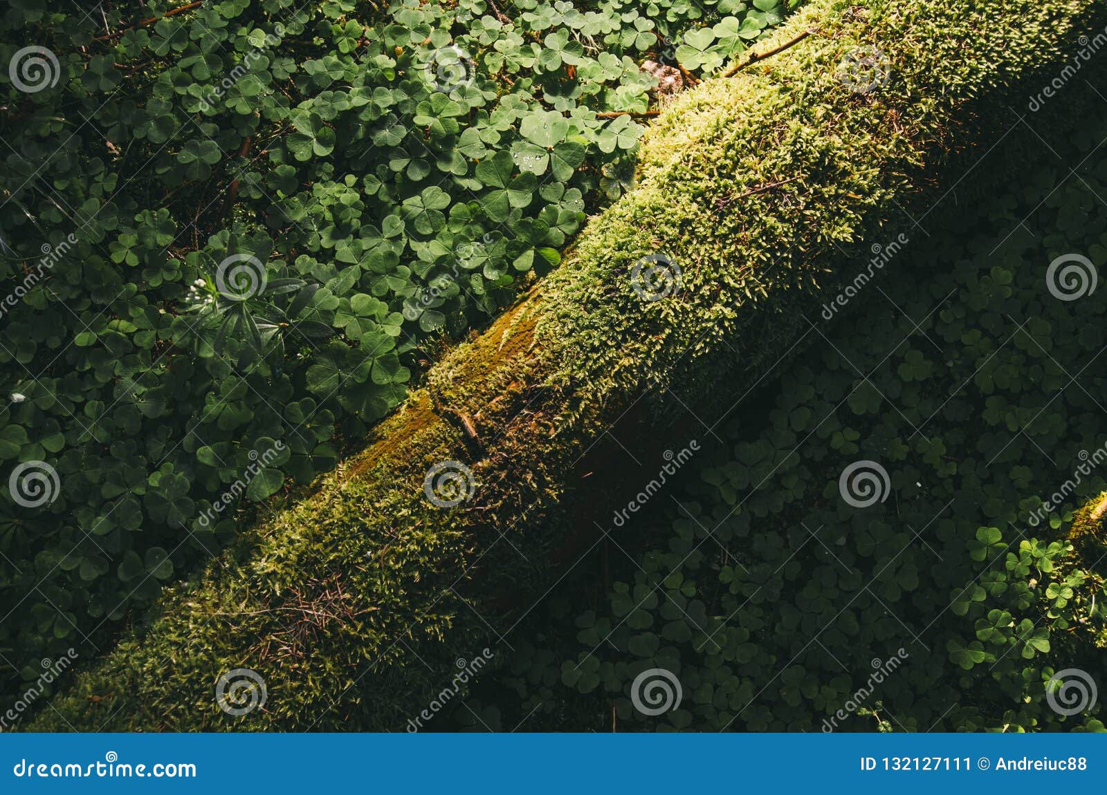 Green Moss and Vegetation on Forest Floor Stock Image - Image of trunk ...