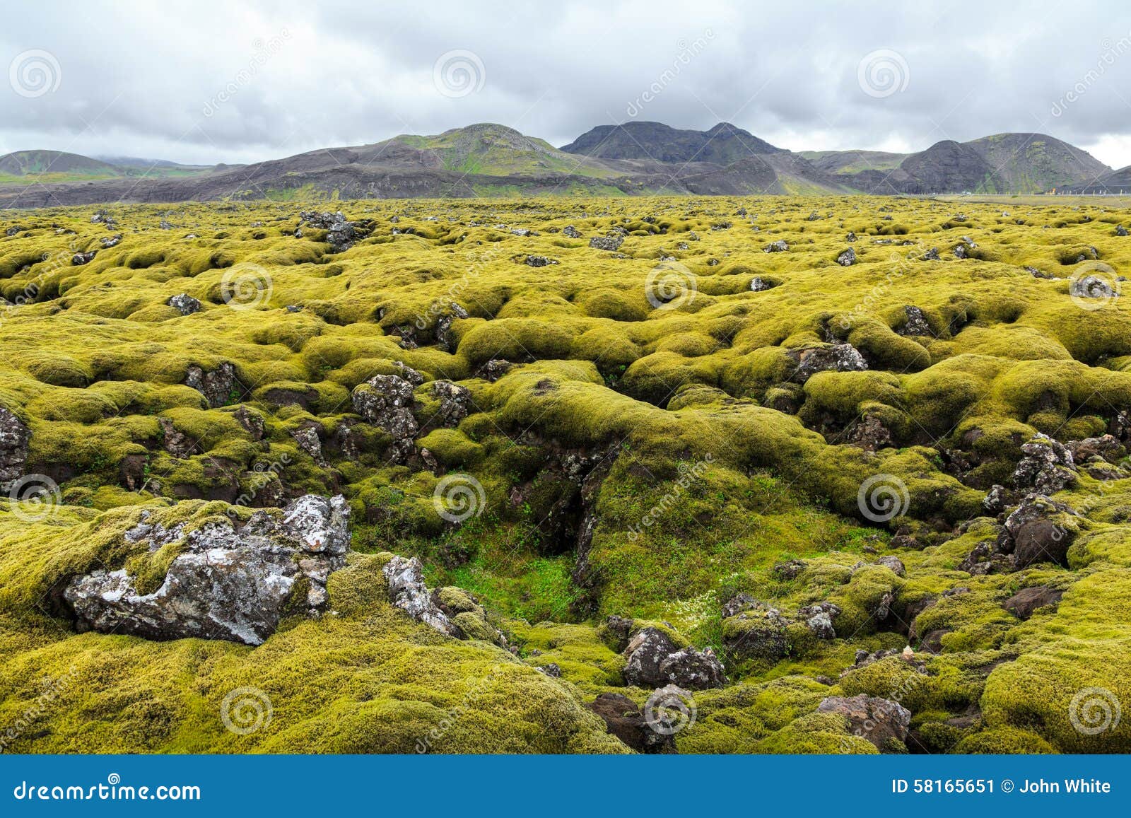 Green Moss on Volcanic Rocks. Iceland. Stock Image - Image of volcanic ...