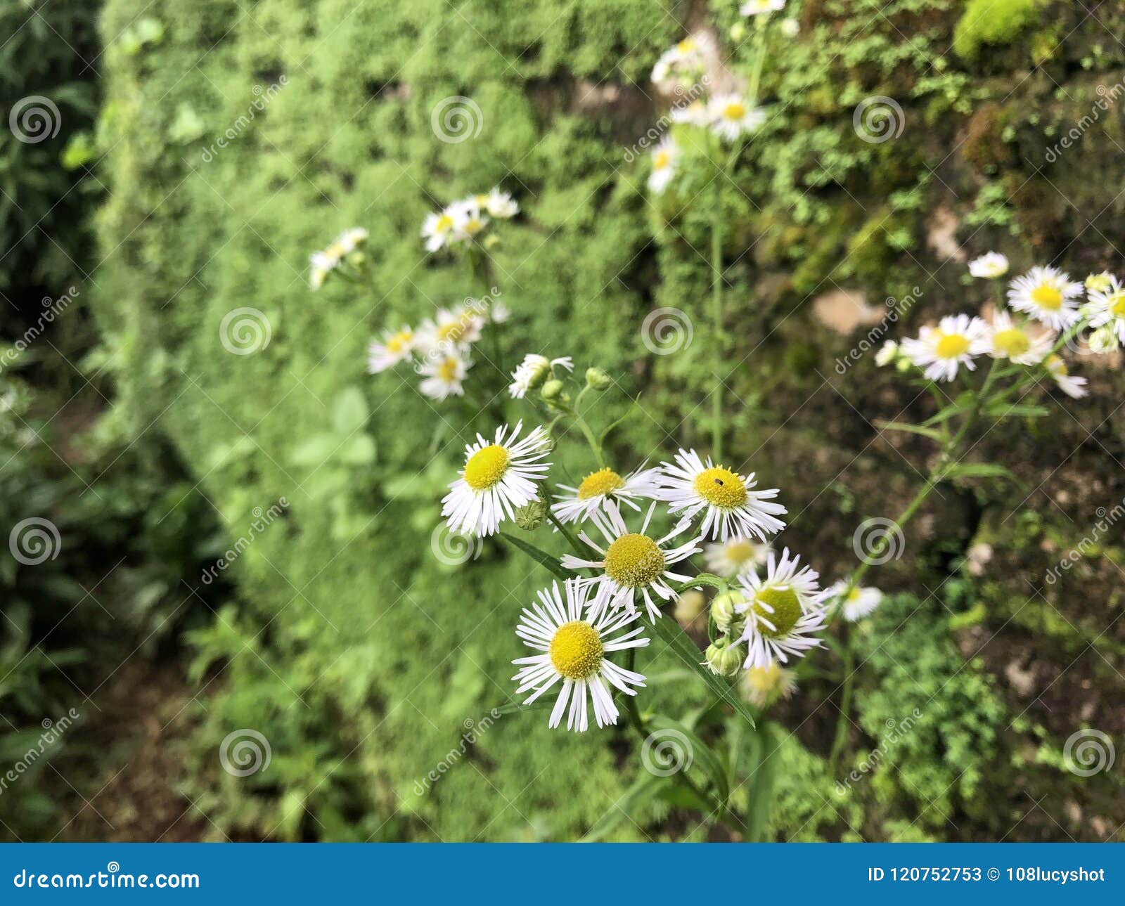Green Moss Wall,fresh Daisy Flower Stock Image - Image of moss, wall ...