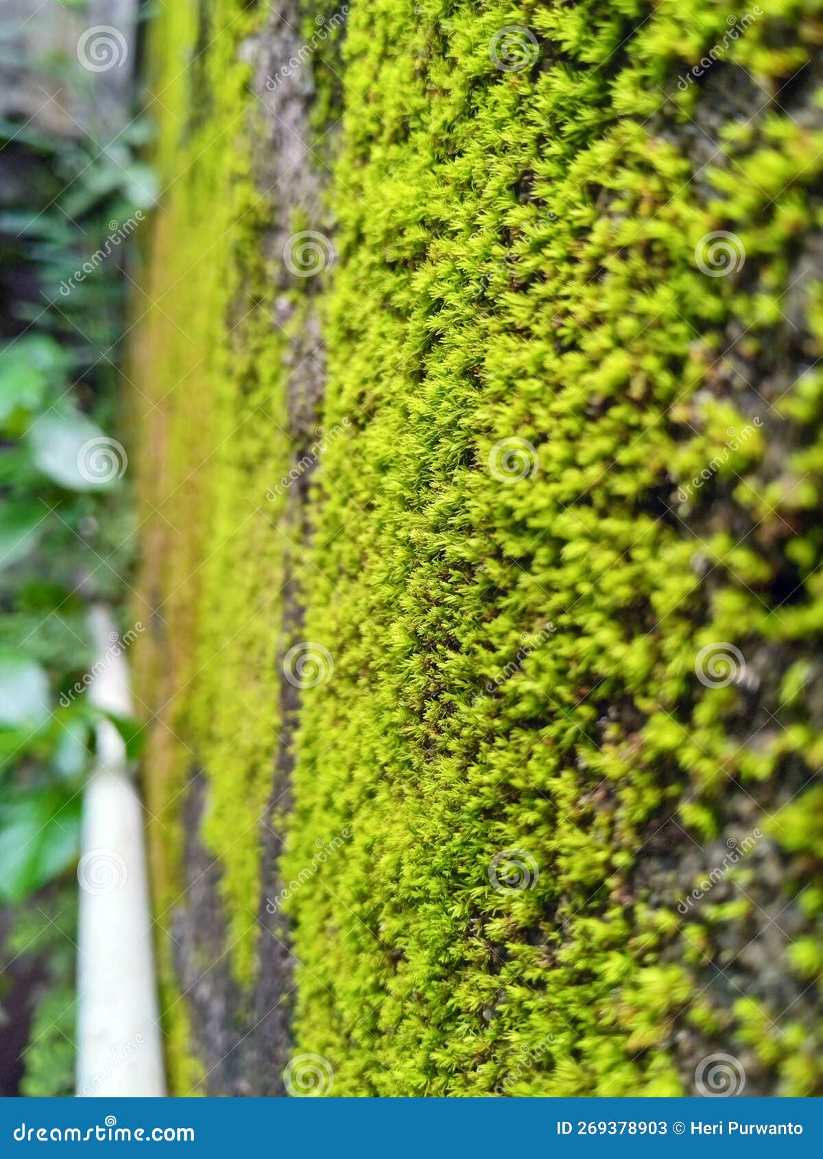Green moss on the wall stock image. Image of trunk, plant - 269378903