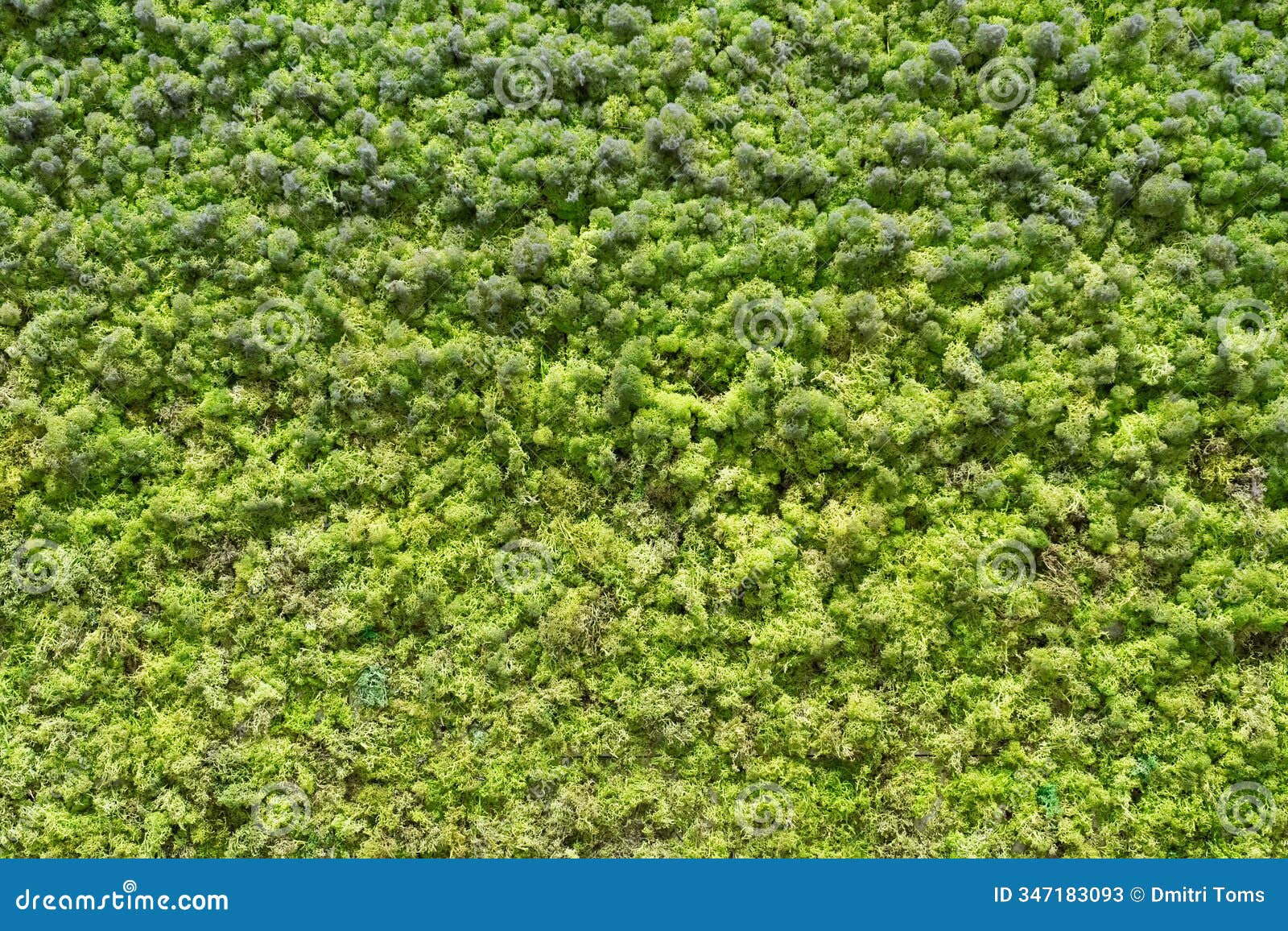 Green Moss Wall, Photo Background Texture, Wallpaper Stock Image ...