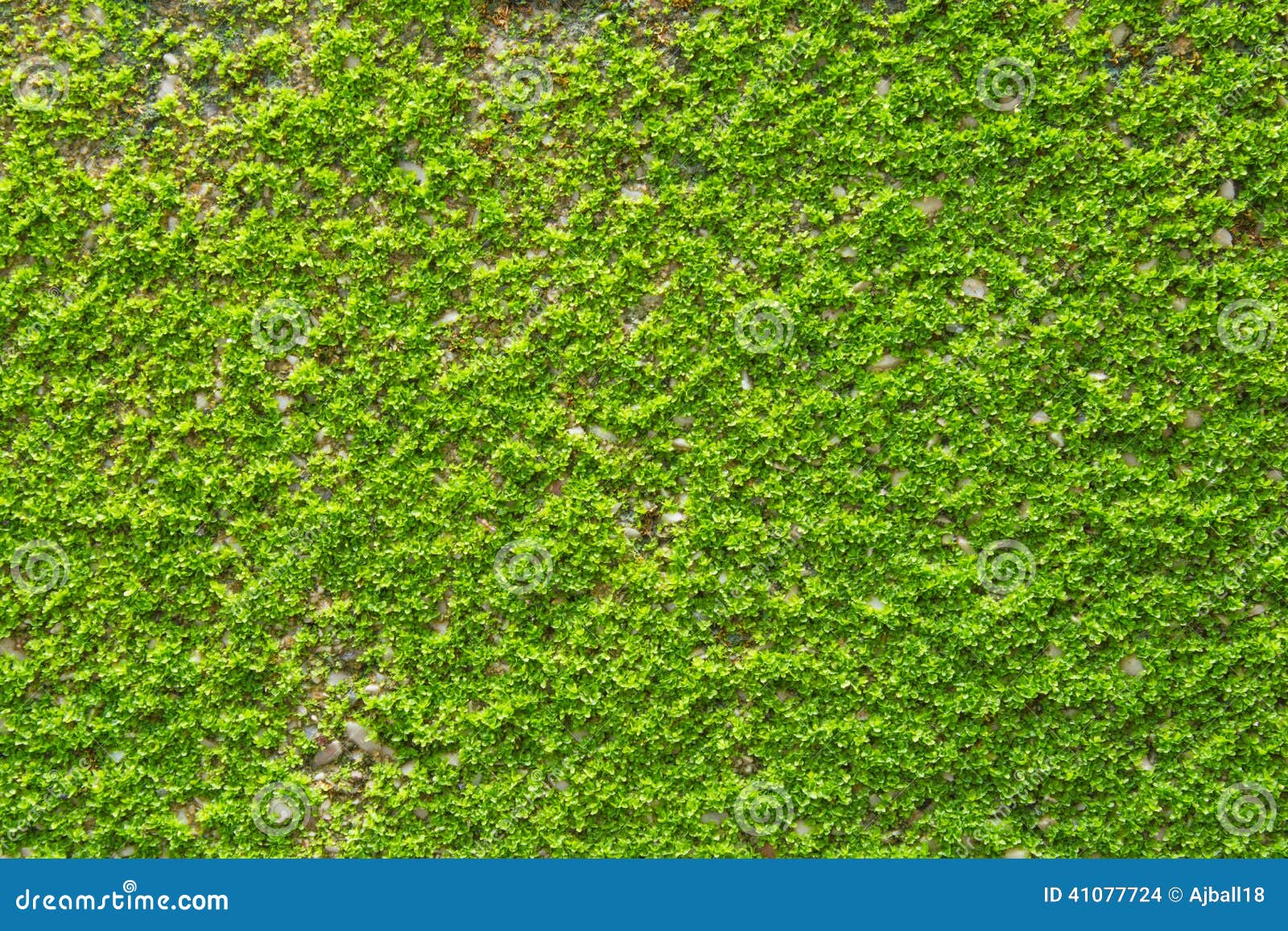 Green Moss on wall texture stock photo. Image of grass - 41077724