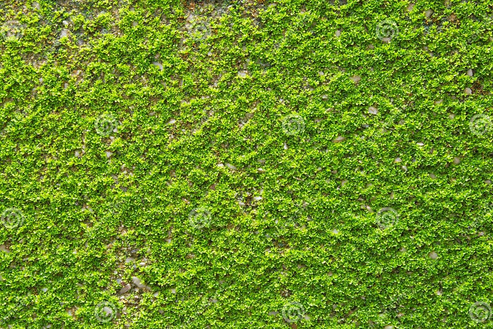 Green Moss on wall texture stock photo. Image of grass - 41077724