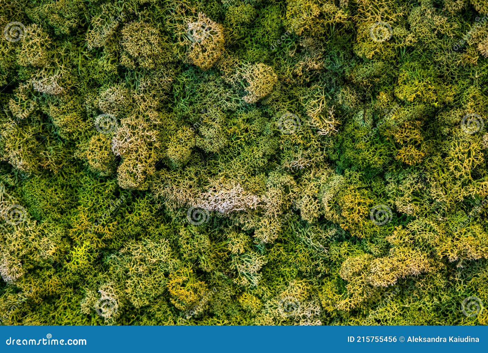 Green moss wall. stock photo. Image of texture, leaf - 215755456