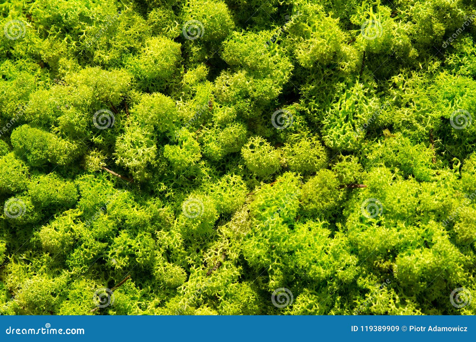 Green Moss Wall, Top View Texture Stock Image - Image of environment ...