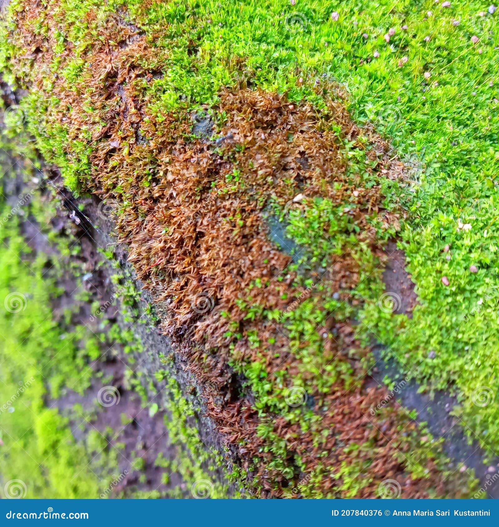 The Moss On The Walls Drip With Moisture For Background, Texture ...