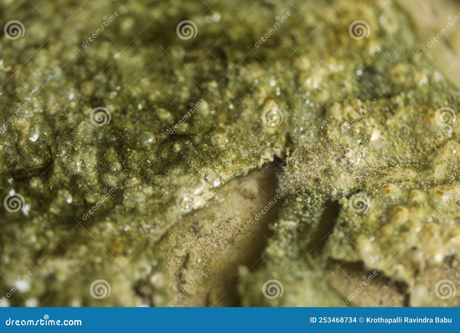 Green Moss in the water stock photo. Image of shape - 253468734