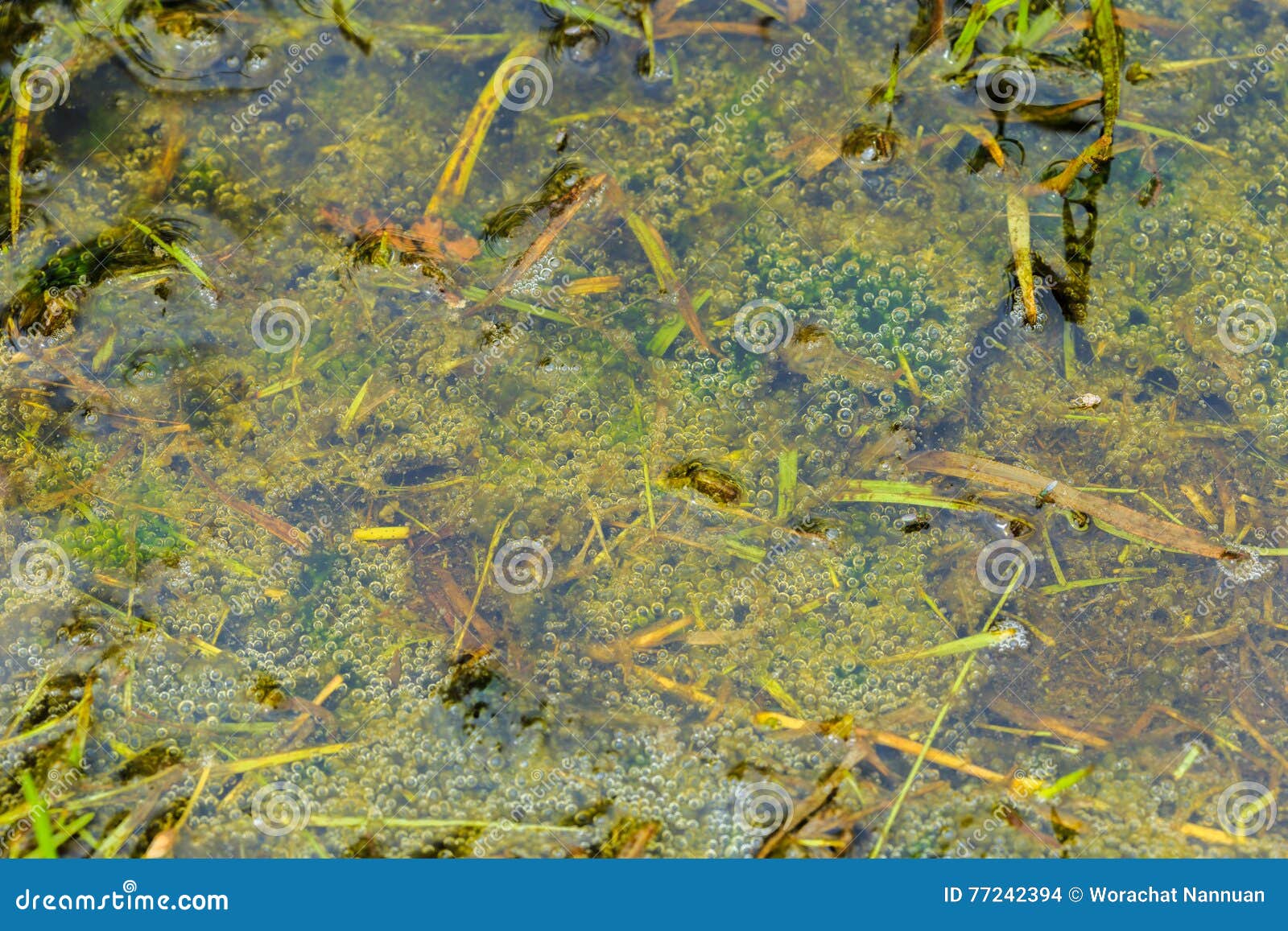 Green Moss in Water Flood from Rain Stock Photo - Image of emerald ...