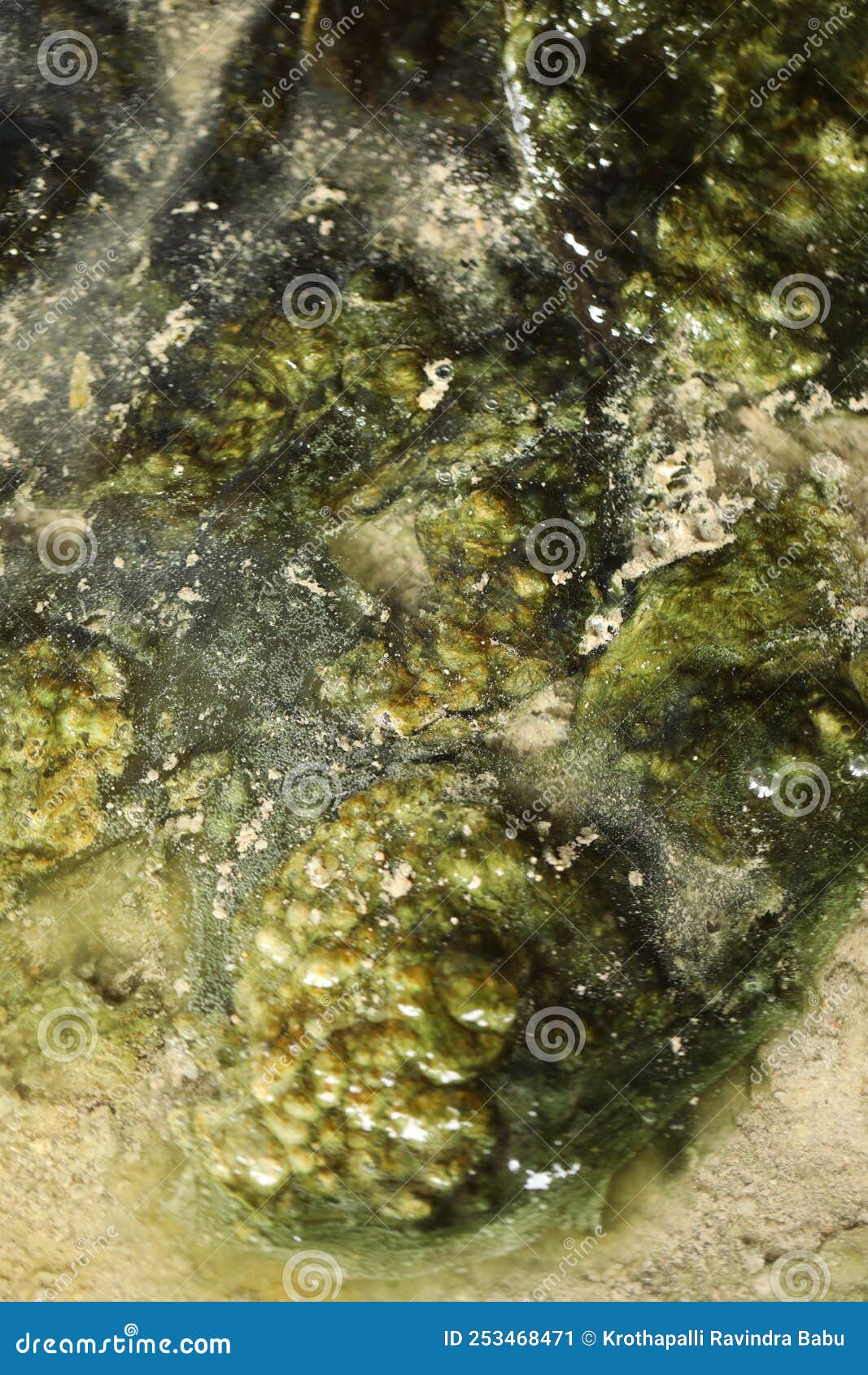 Green Moss in the water stock image. Image of sunlight - 253468471