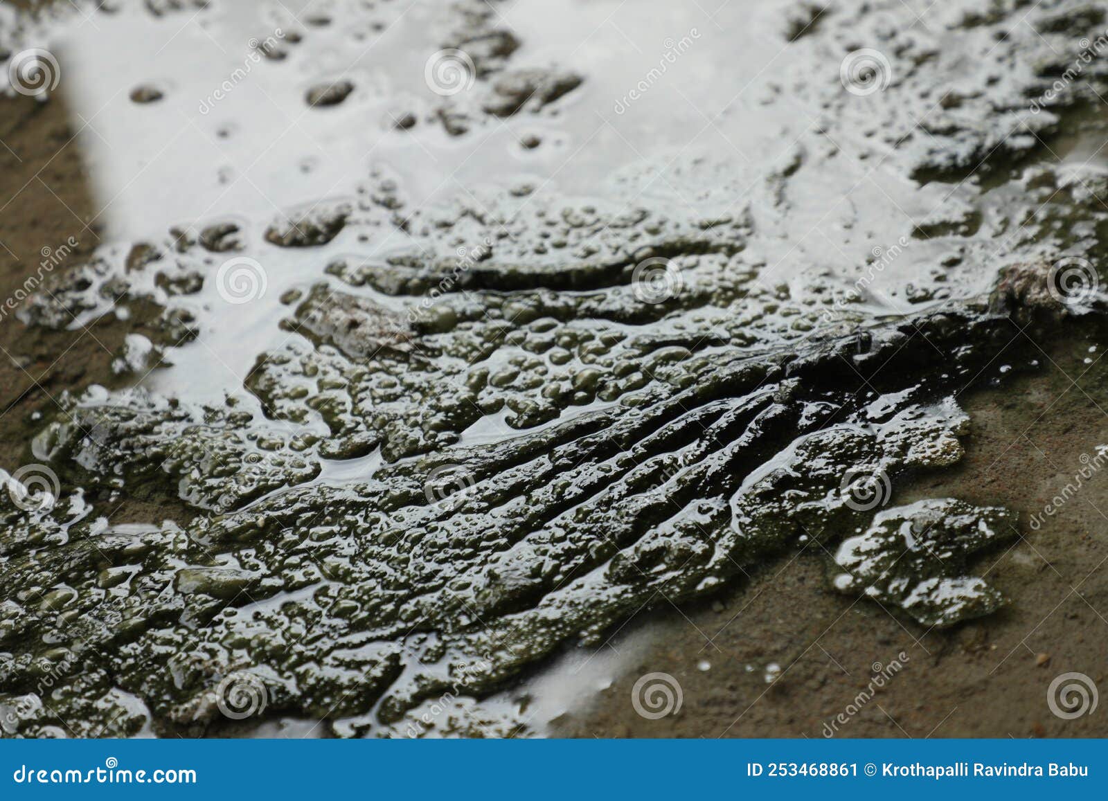 Green Moss in the water stock image. Image of pattern - 253468861