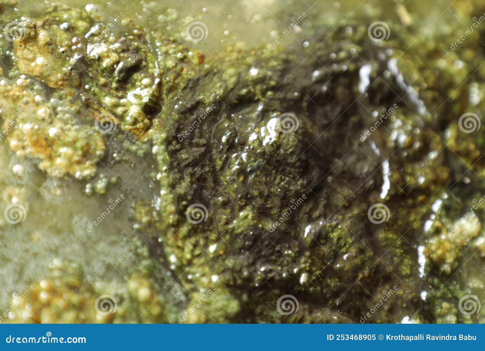 Green Moss in the water stock image. Image of close - 253468905