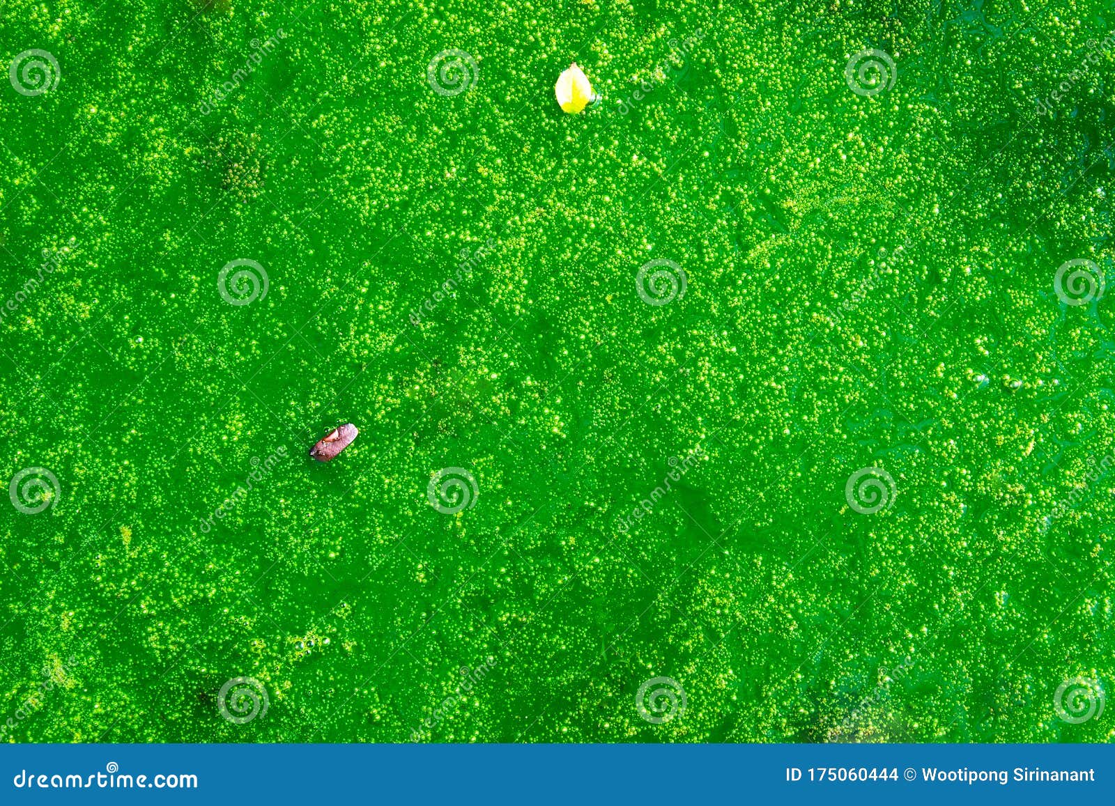 Green Moss on the Water Surface Stock Photo - Image of plant, natural ...