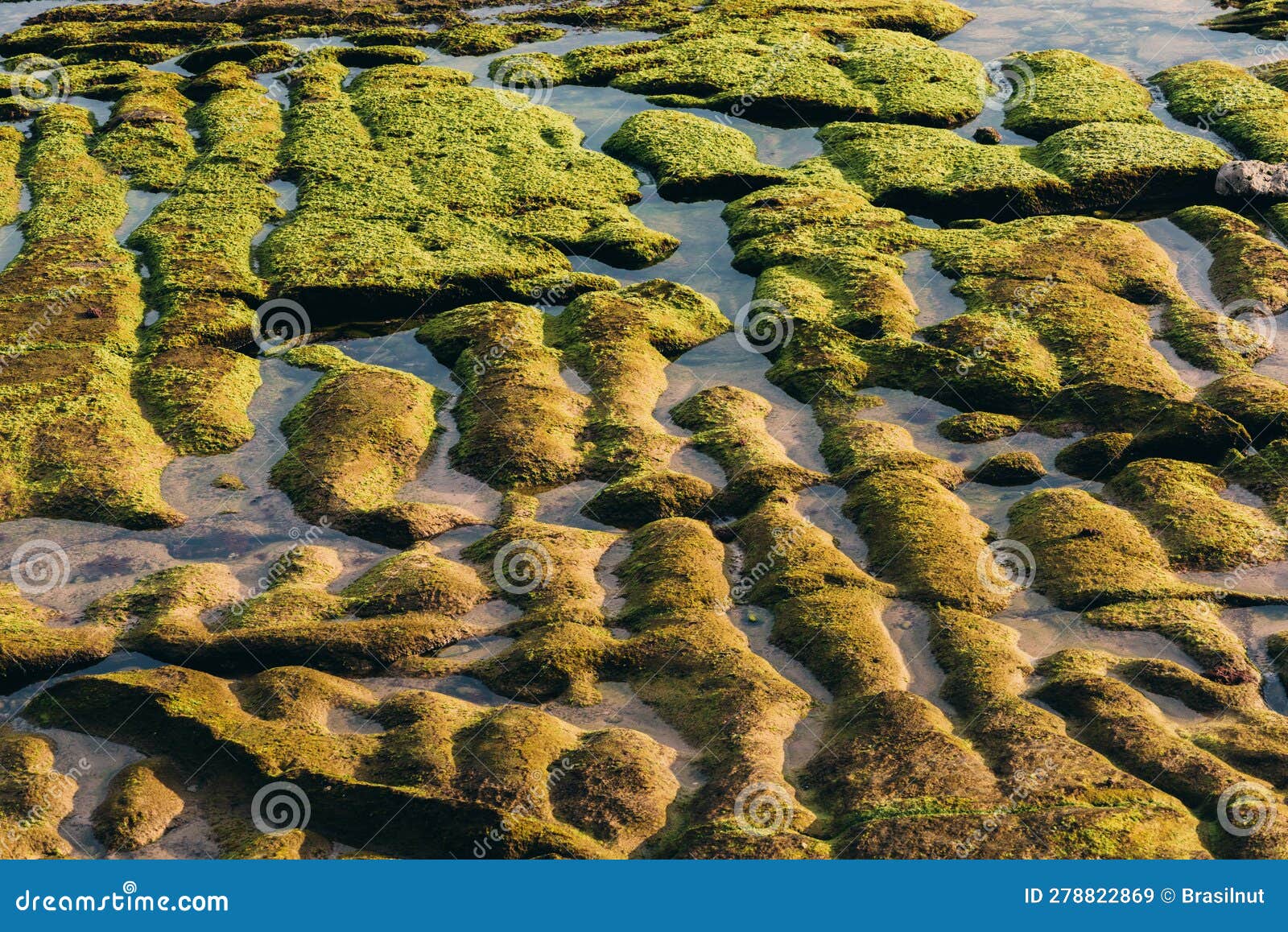 Green Moss on Water Texture on Beach Stock Image - Image of beach ...
