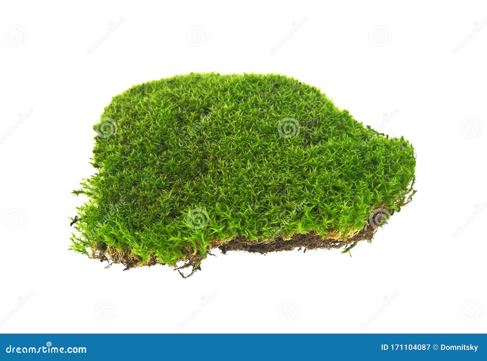 Green Moss on White Background Stock Image - Image of natural, forest ...