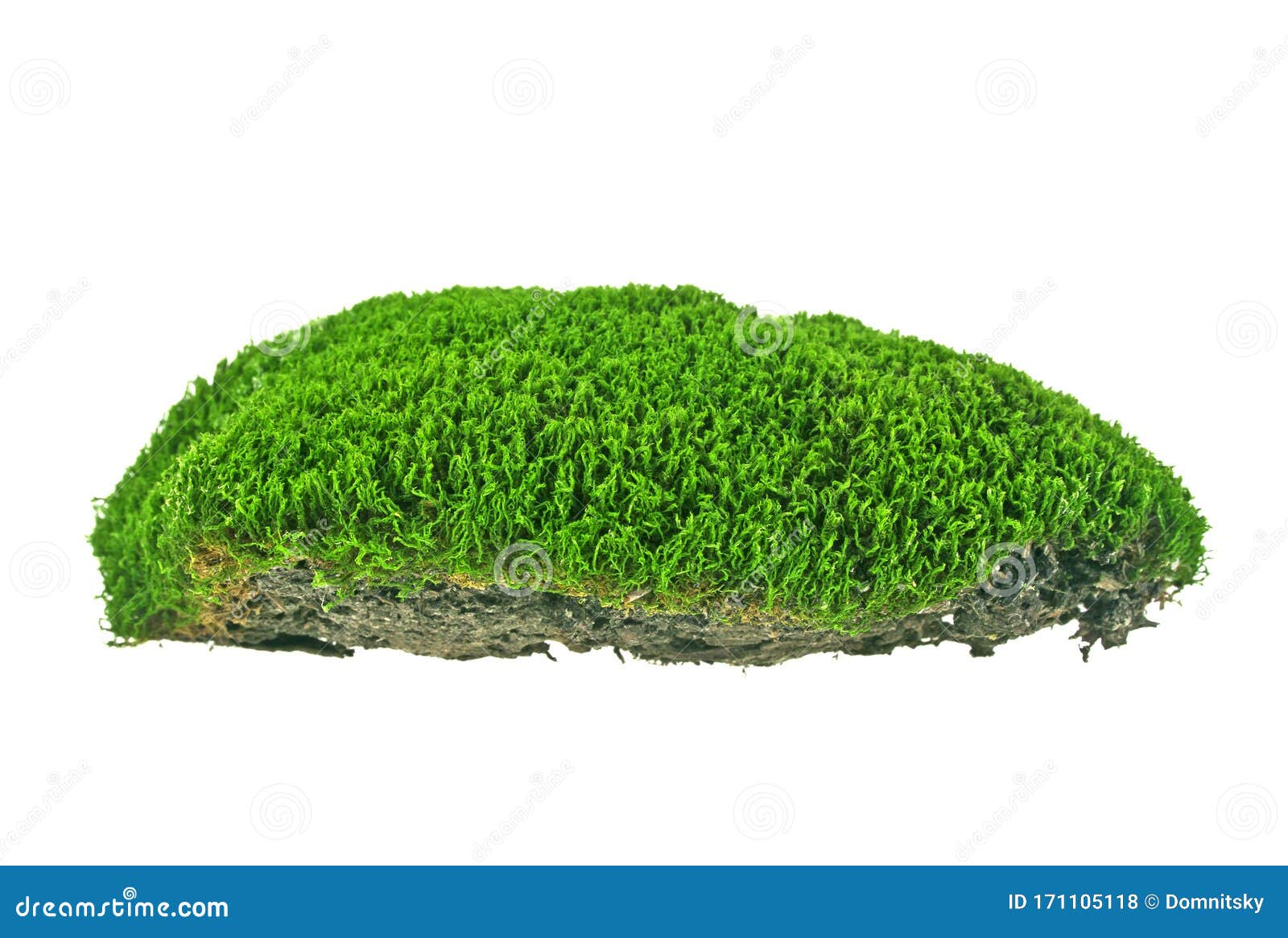 Green Moss on White Background Stock Photo - Image of isolated, herb ...