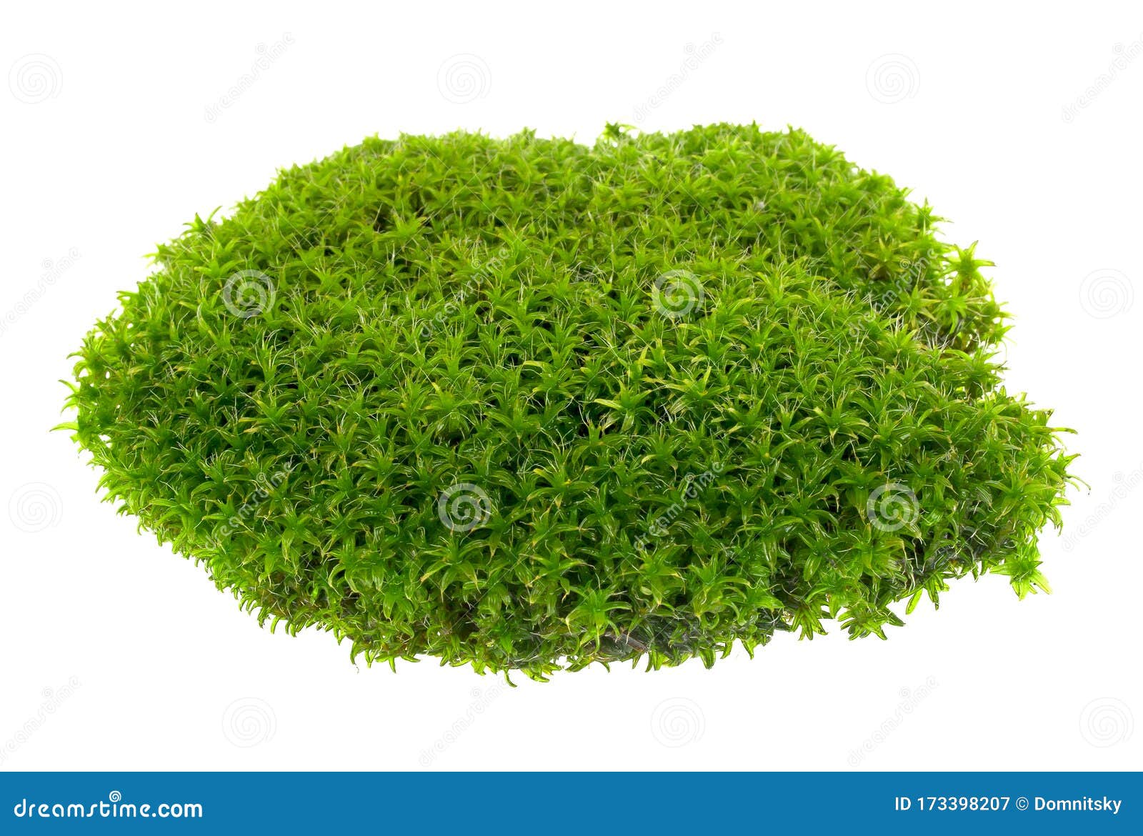 Green Moss on White Background Stock Image - Image of color, white ...