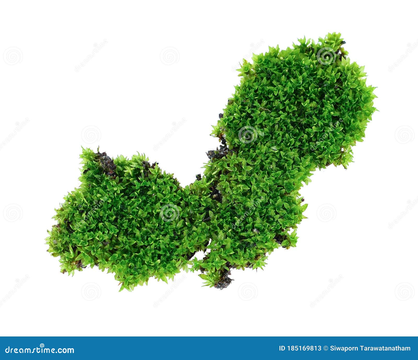 Green Moss on White Background Stock Image - Image of single, color ...