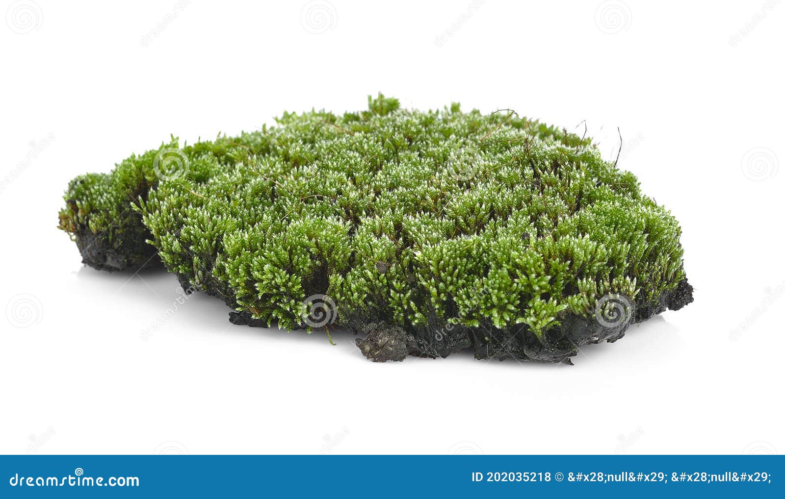 Green Moss on White Background. Stock Photo - Image of pattern, fresh ...