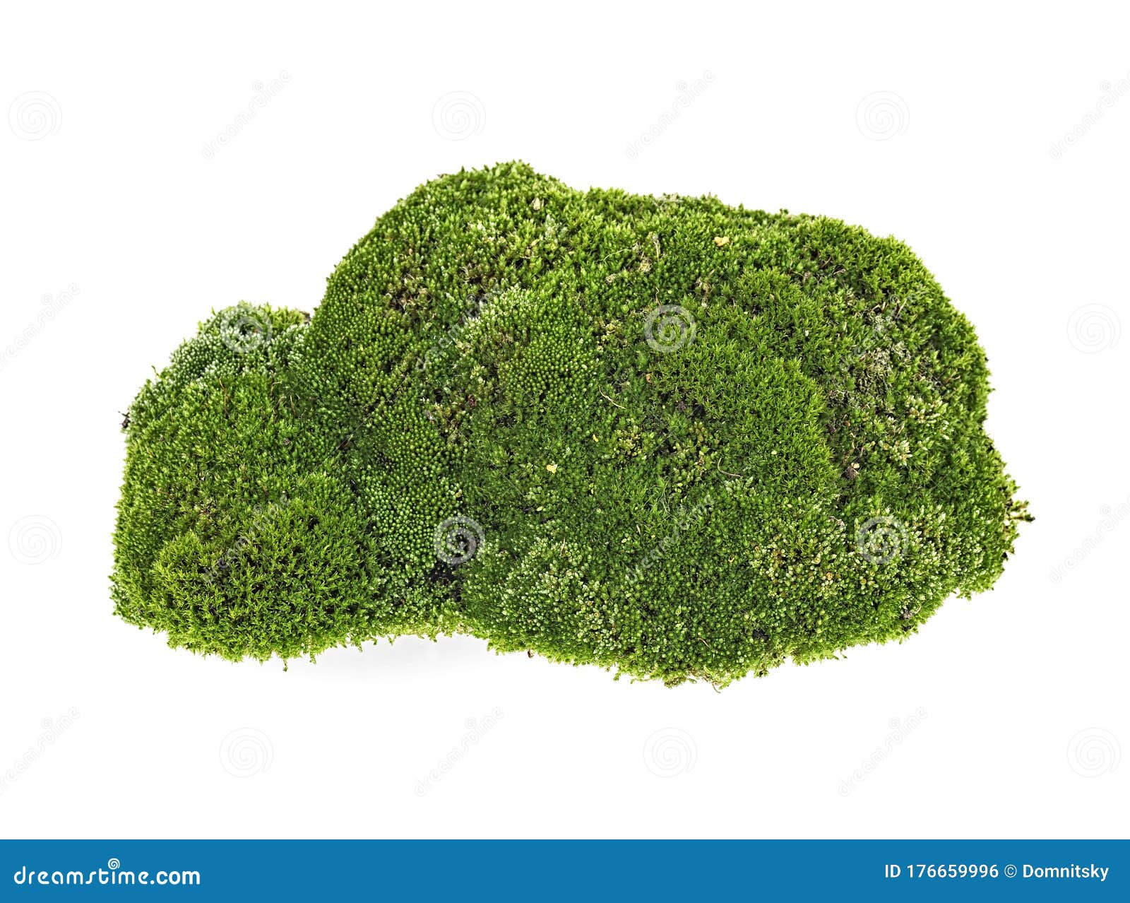 Green Moss on White Background Stock Photo - Image of leaf, textured ...