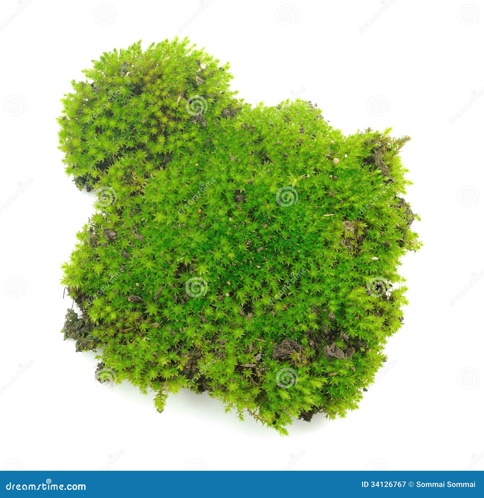 Green Moss on White Background Stock Image - Image of natural, forest ...