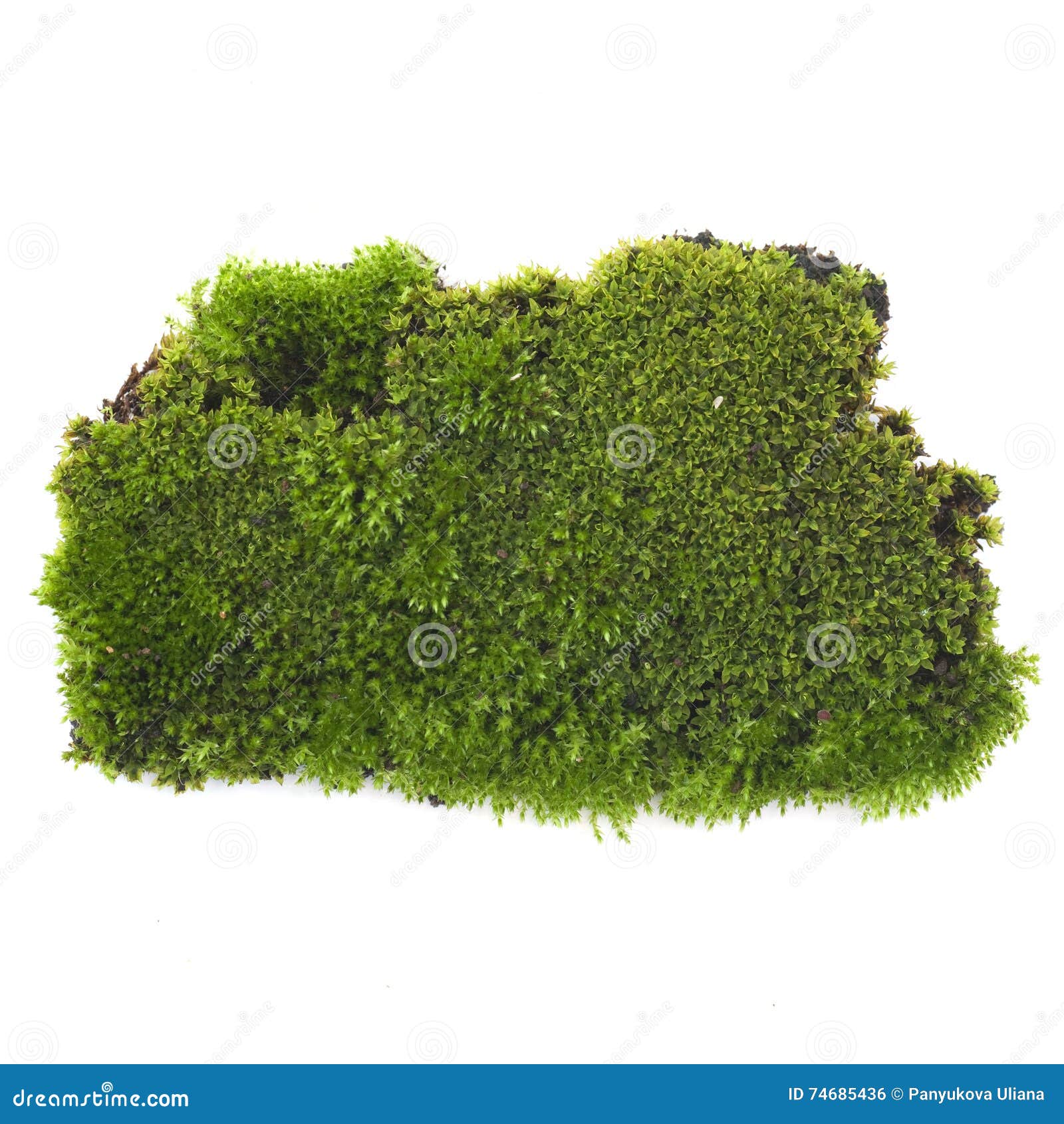 Green Moss on a White Background Stock Photo - Image of plant, isolated ...