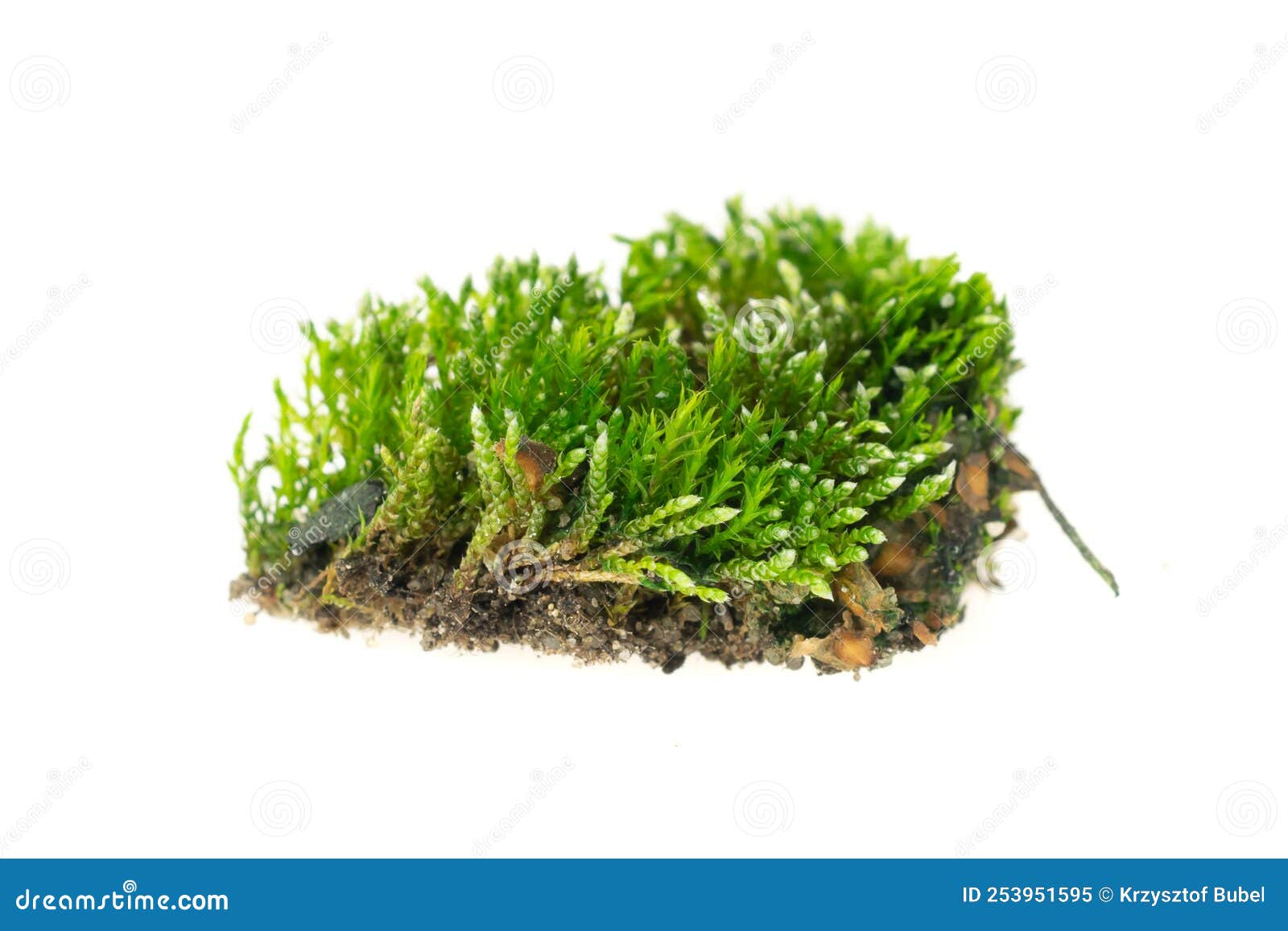Green Moss on a White Isolated Background Stock Image - Image of green ...