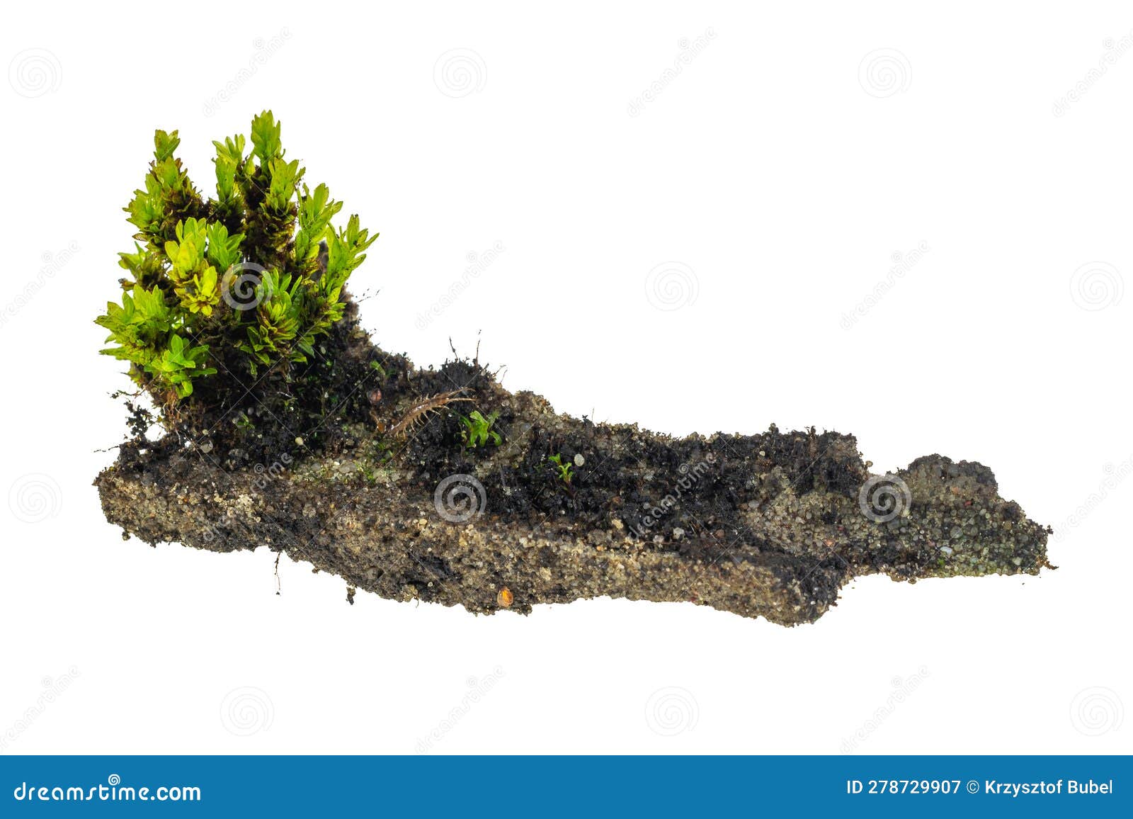 Green Moss on a White Isolated Background Stock Image - Image of ...