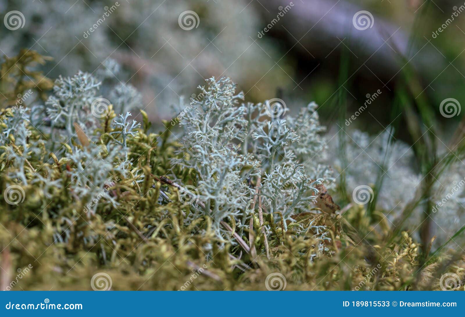Green Moss and White Lichens on the Forest Ground Stock Image - Image ...