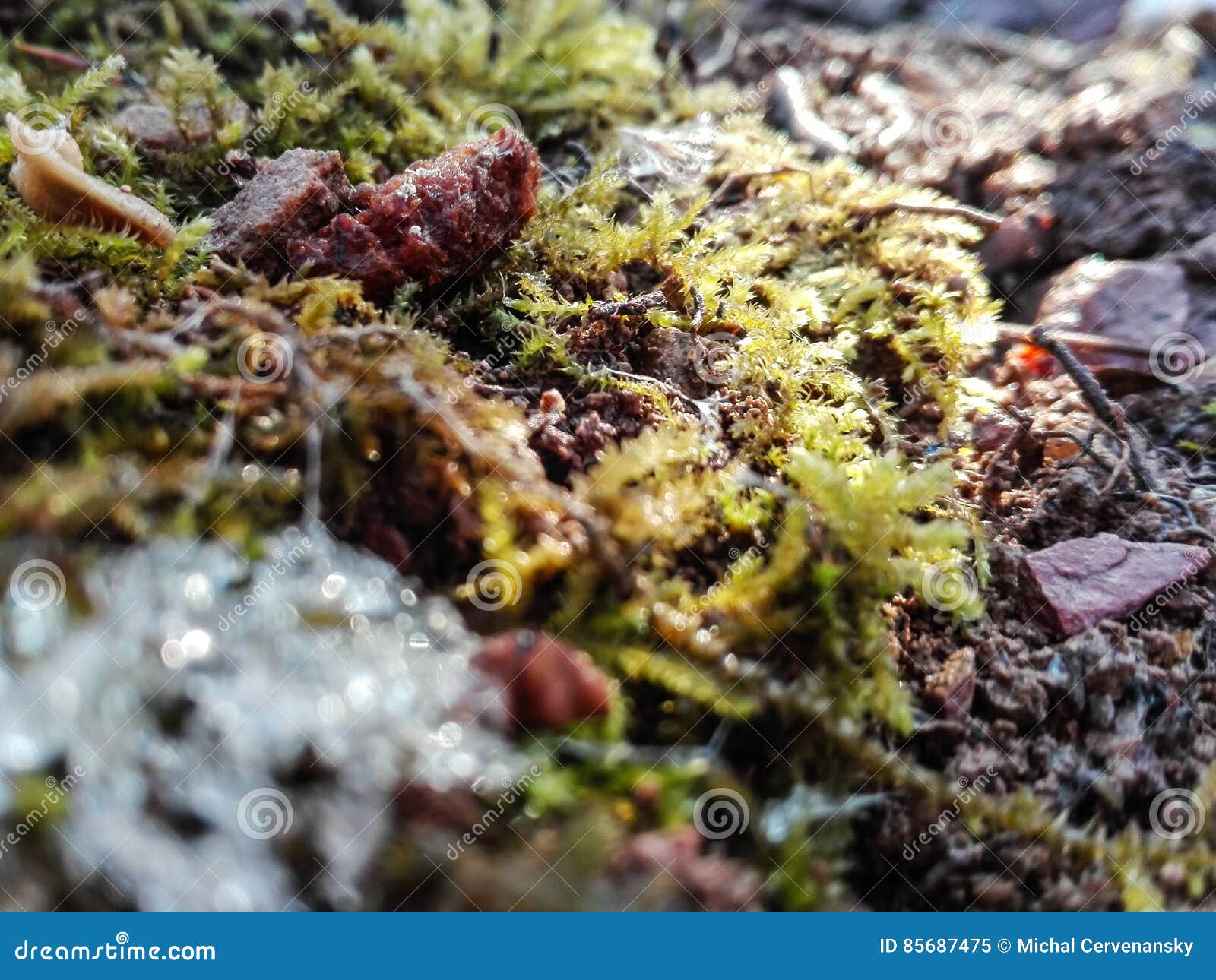 Green Moss in Winter Condition with Snow in Background Stock Image ...