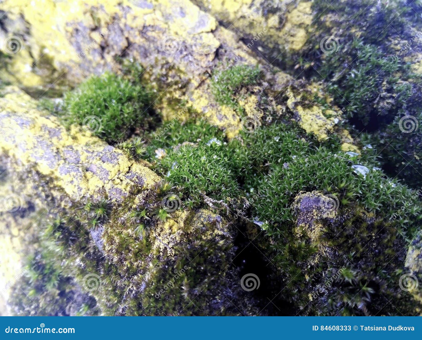 Green moss on the wood stock image. Image of leaf, nature - 84608333