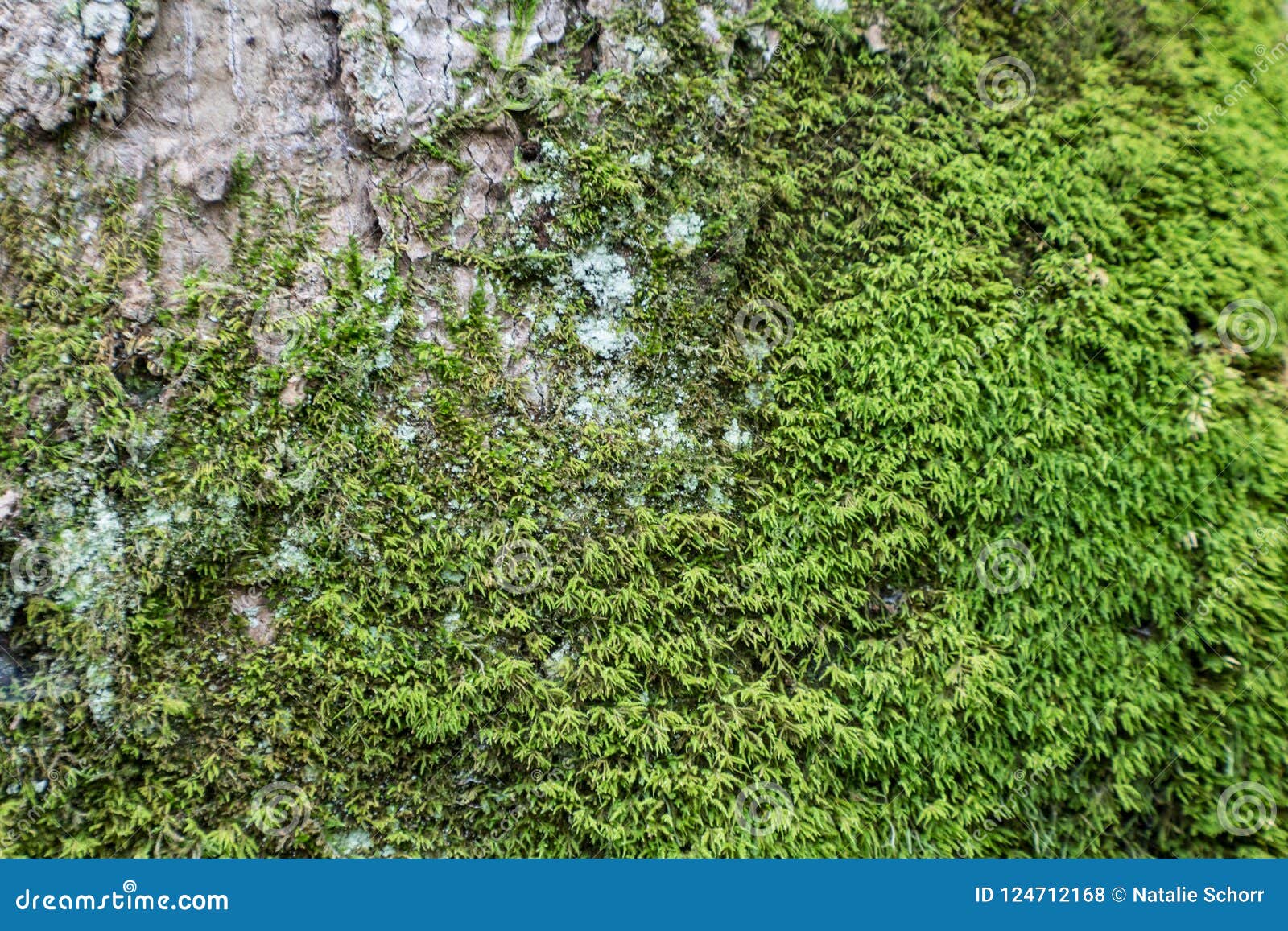 Green Mosses Growing on a Light Colored Tree Trunk Stock Photo - Image ...