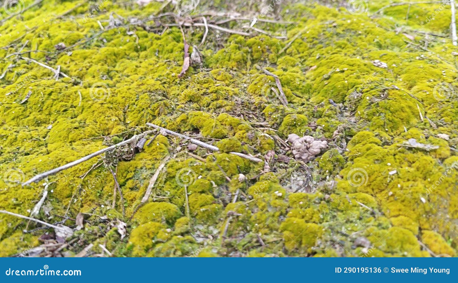 Green Mossy and Algae Growing on the Soil Surface. Stock Footage ...