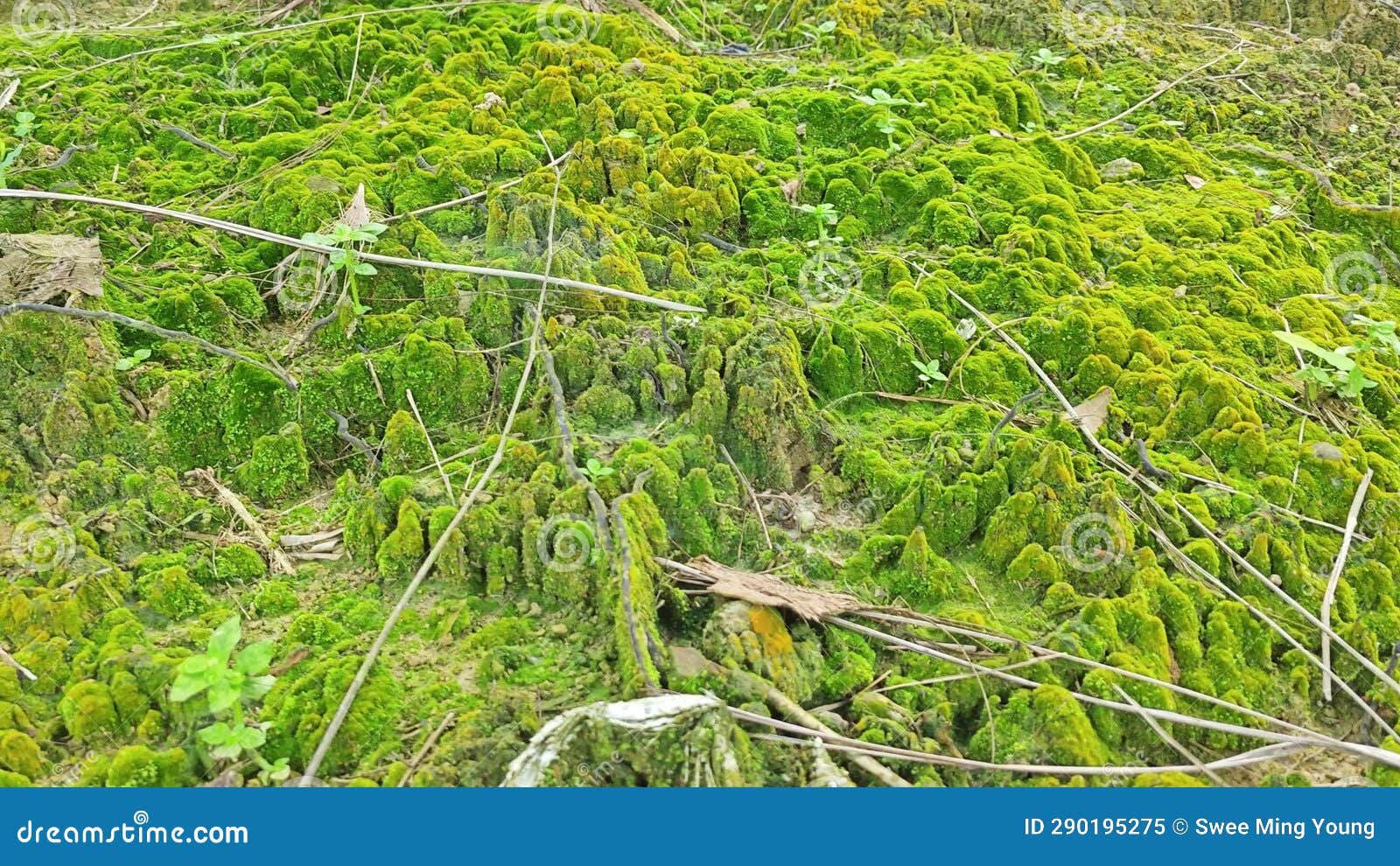 Green Mossy and Algae Growing on the Soil Surface. Stock Video - Video ...